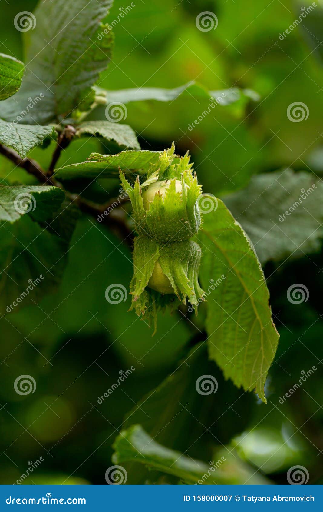A Macro Shot of a Cluster of Hazelnuts Hanging from the Branches of a ...