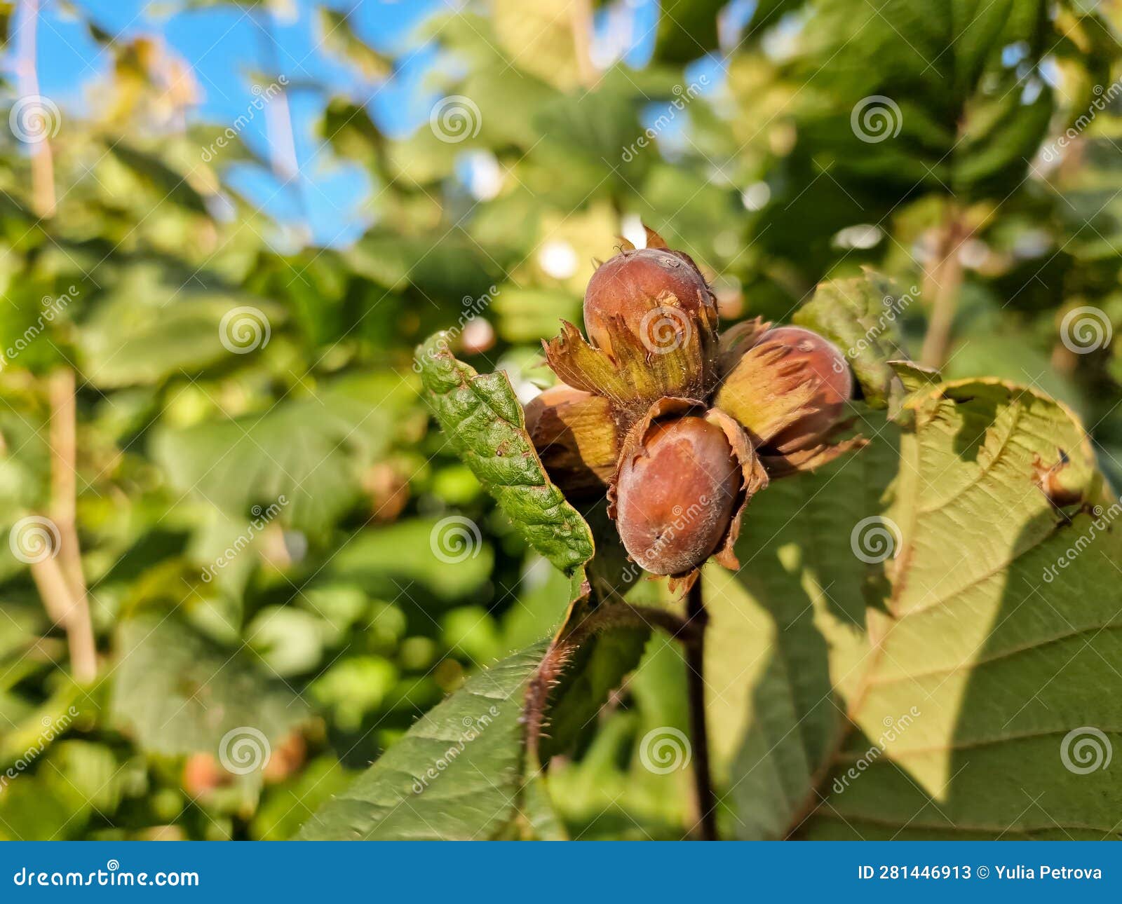 A Macro Shot of a Cluster of Hazelnuts Hanging from the Branches of a ...