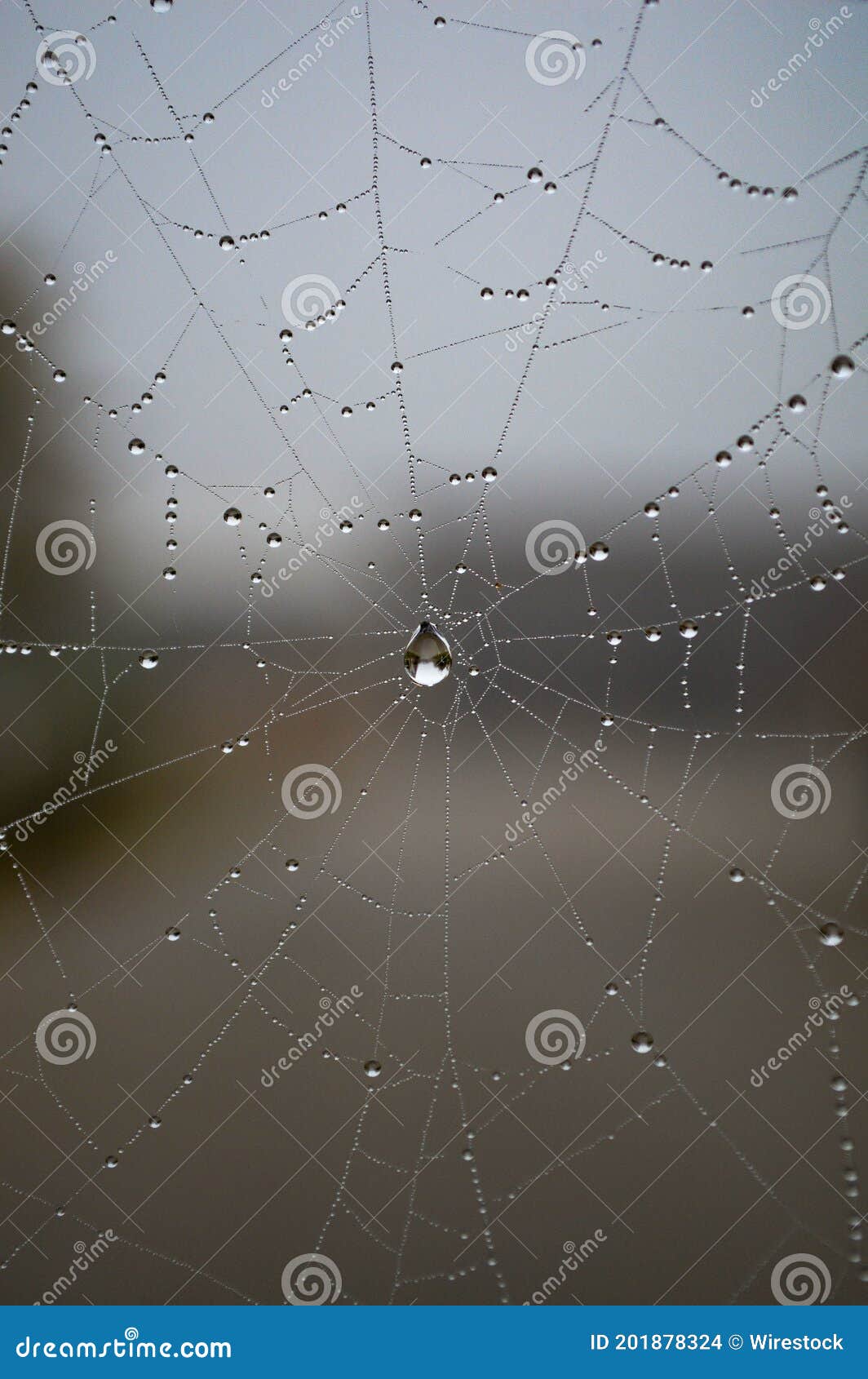 Macro Shot of a Cobweb with Water Drops after Rain Stock Photo - Image ...