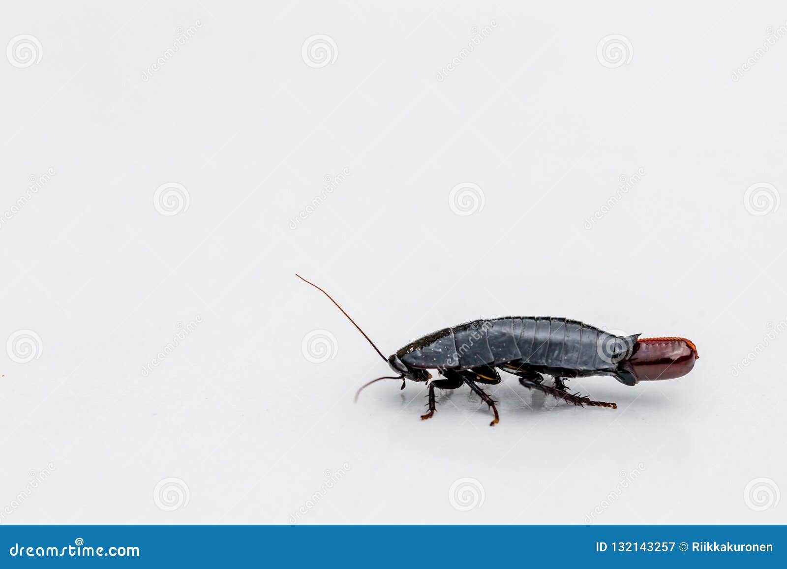 Macro Shot of Cockroach Laying an Egg Stock Image - Image of ...