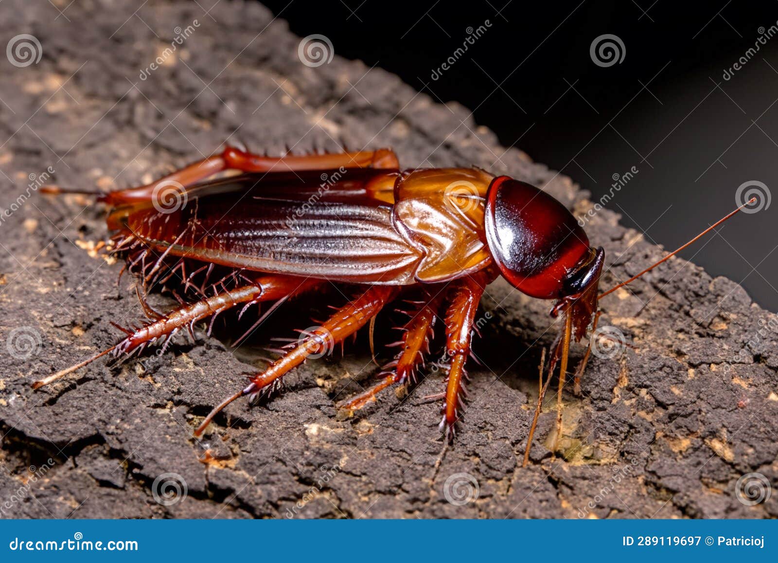 Macro Shot of a Cockroach on a Tree with Black Background Stock Image ...