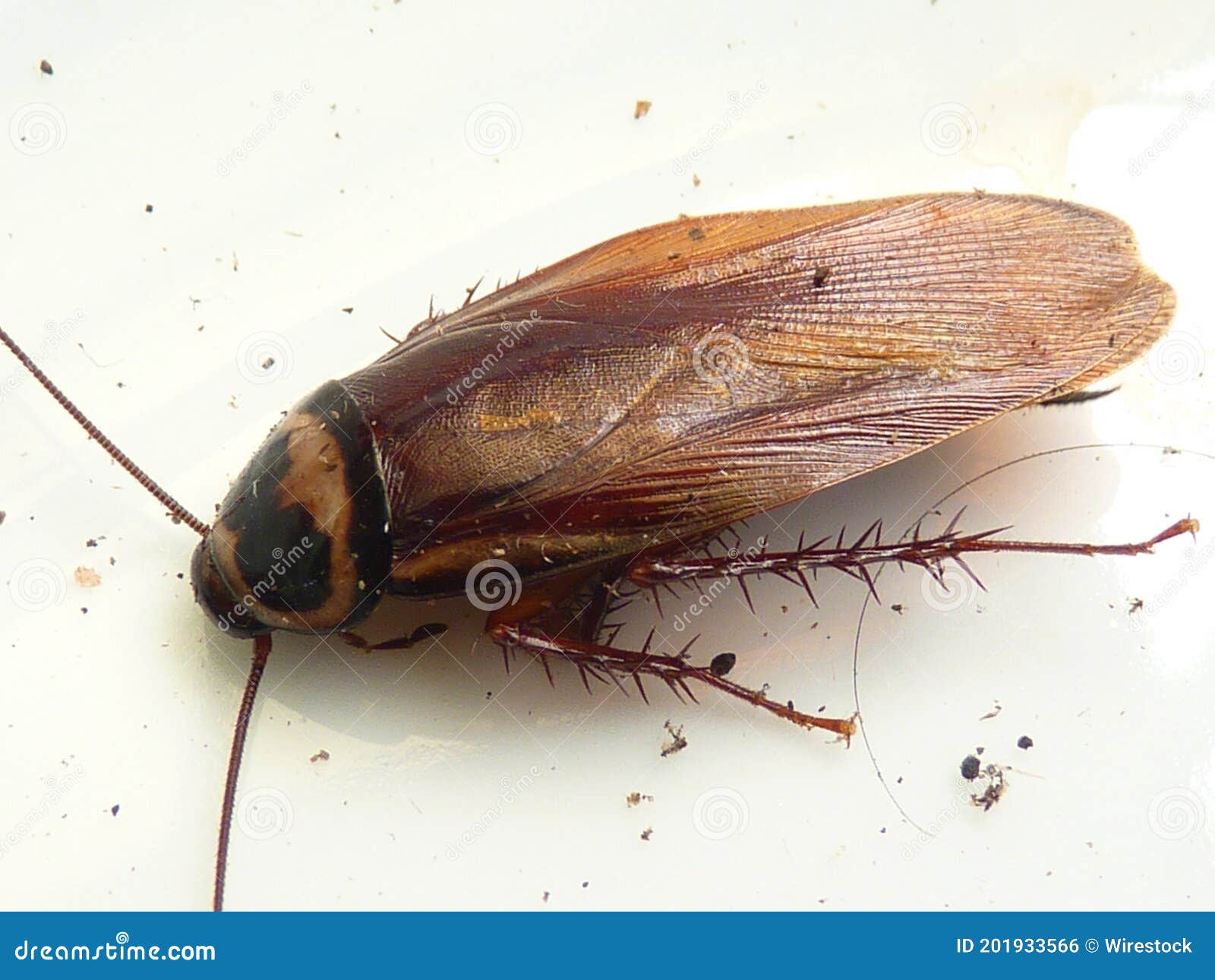 Macro Shot of a Cockroach on a White Surface Stock Photo - Image of ...