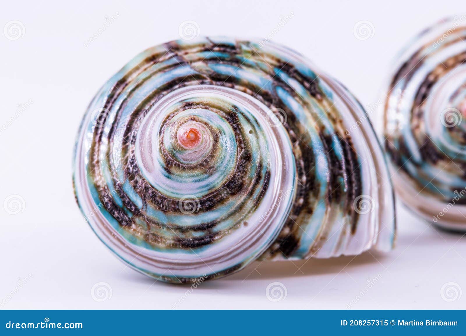 Macro Shot of a Colorful Sea Snail Stock Image - Image of shell, shiny ...