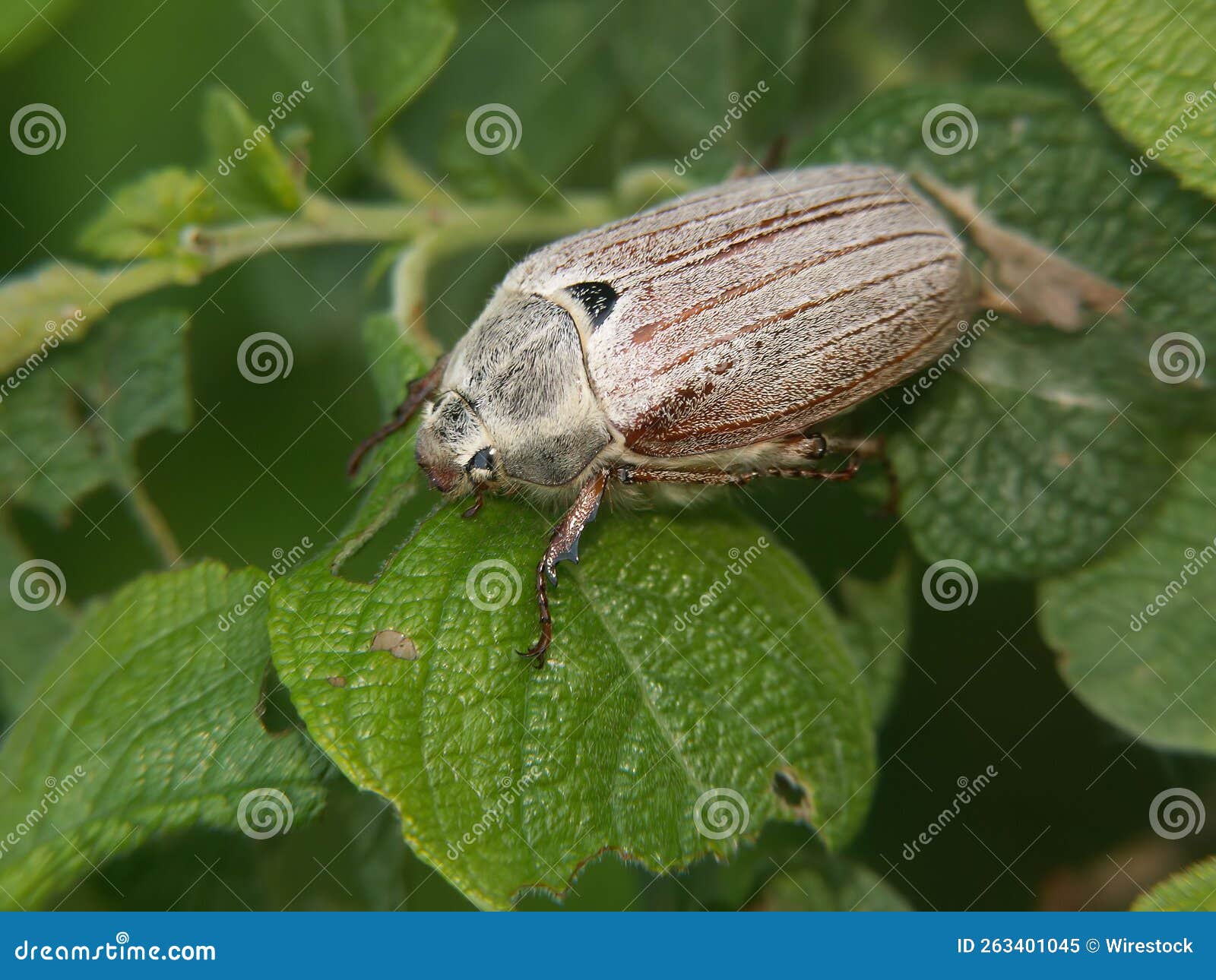 Macro Shot of a Common Cockchafer Beetle on Green Leaves Stock Image ...