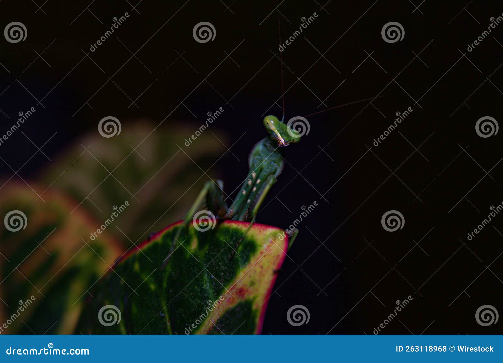 Macro Shot of a Common Praying Mantis on the Leaves on a Blurred ...