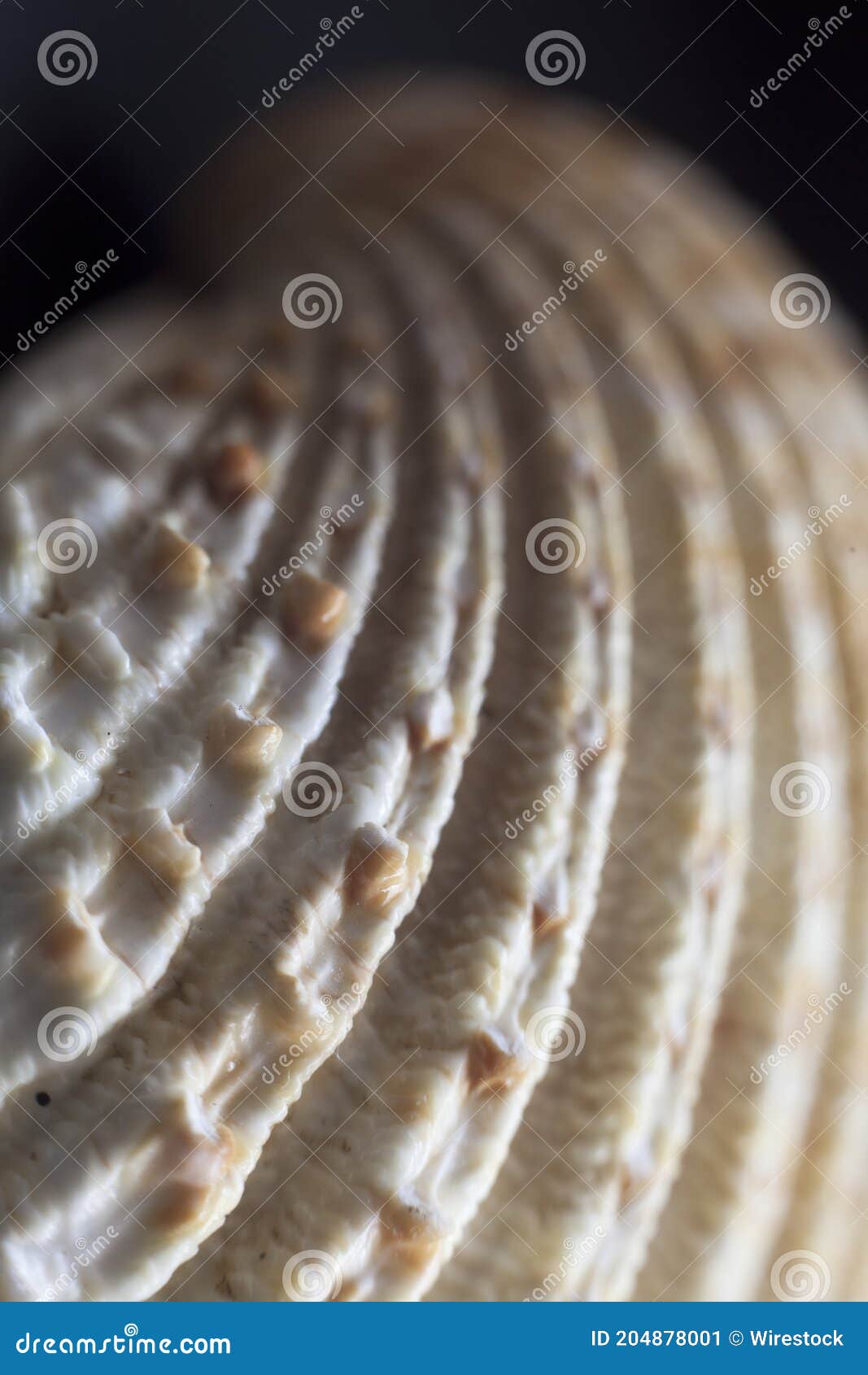 Macro Shot of Conch Shell with Bumpy Textu Stock Image - Image of ...