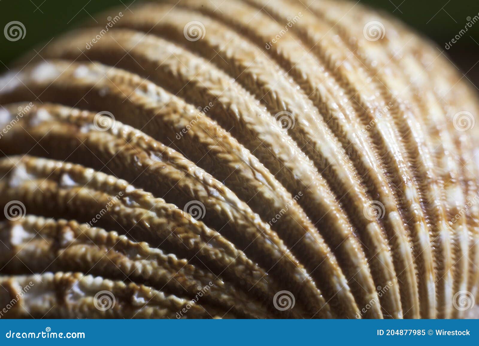 Macro Shot of Conch Shell with Bumpy Texture Stock Image - Image of ...