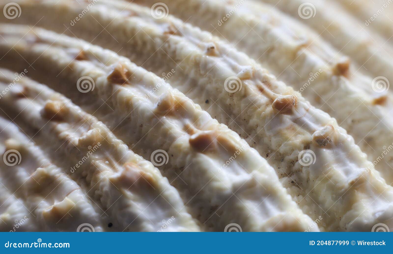 Macro Shot of Conch Shell with Bumpy Texture Stock Image - Image of ...