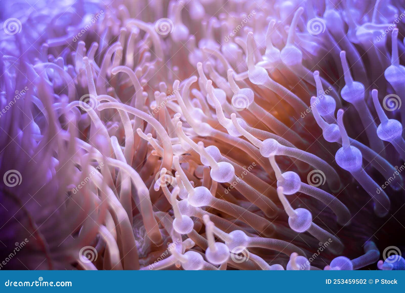 Macro Shot of Coral in Deep Sea Stock Photo - Image of fish, bright ...