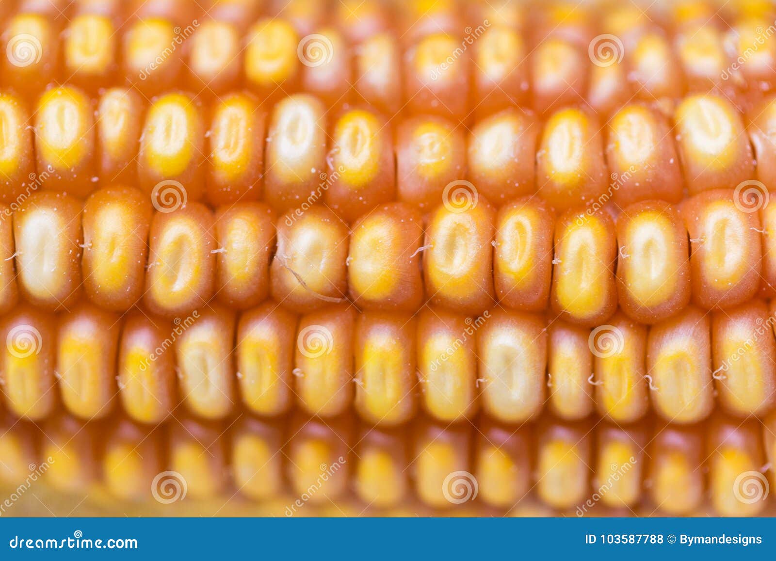 Macro Shot of Corn Grain. Pattern of Maize Stock Photo - Image of ...