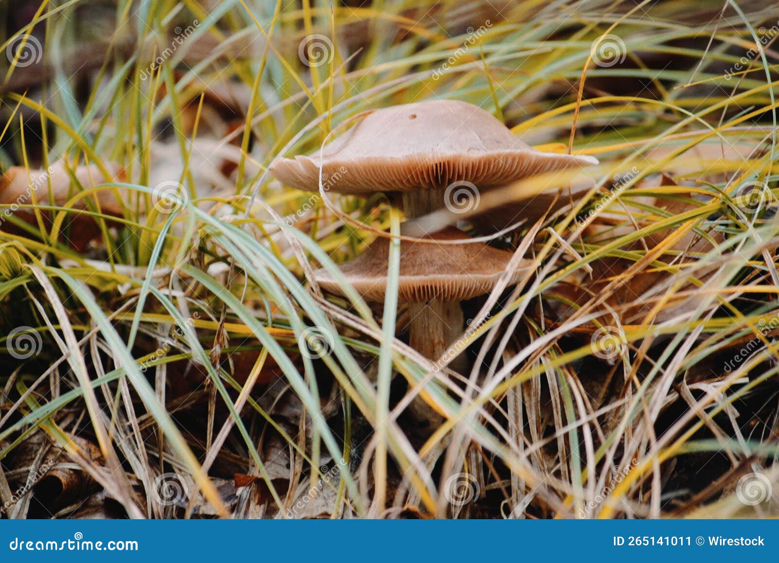 Cortinarius Caperatus, Commonly Known As The Gypsy Mushroom Stock Image ...