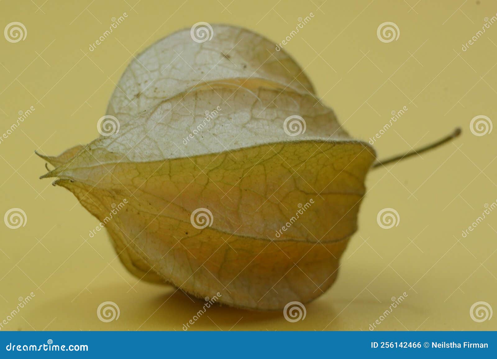 Covered Ceplukan or Cape Gooseberry or Physalis Stock Photo - Image of ...