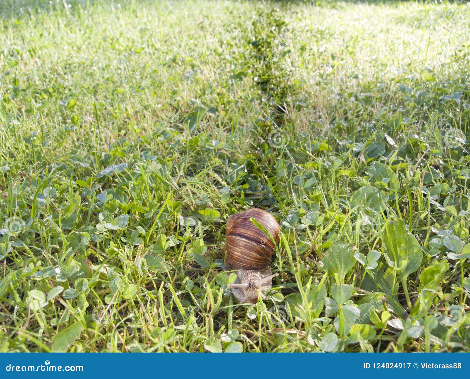 Crawling Snail Trace stock image. Image of trace, crawling - 124024917