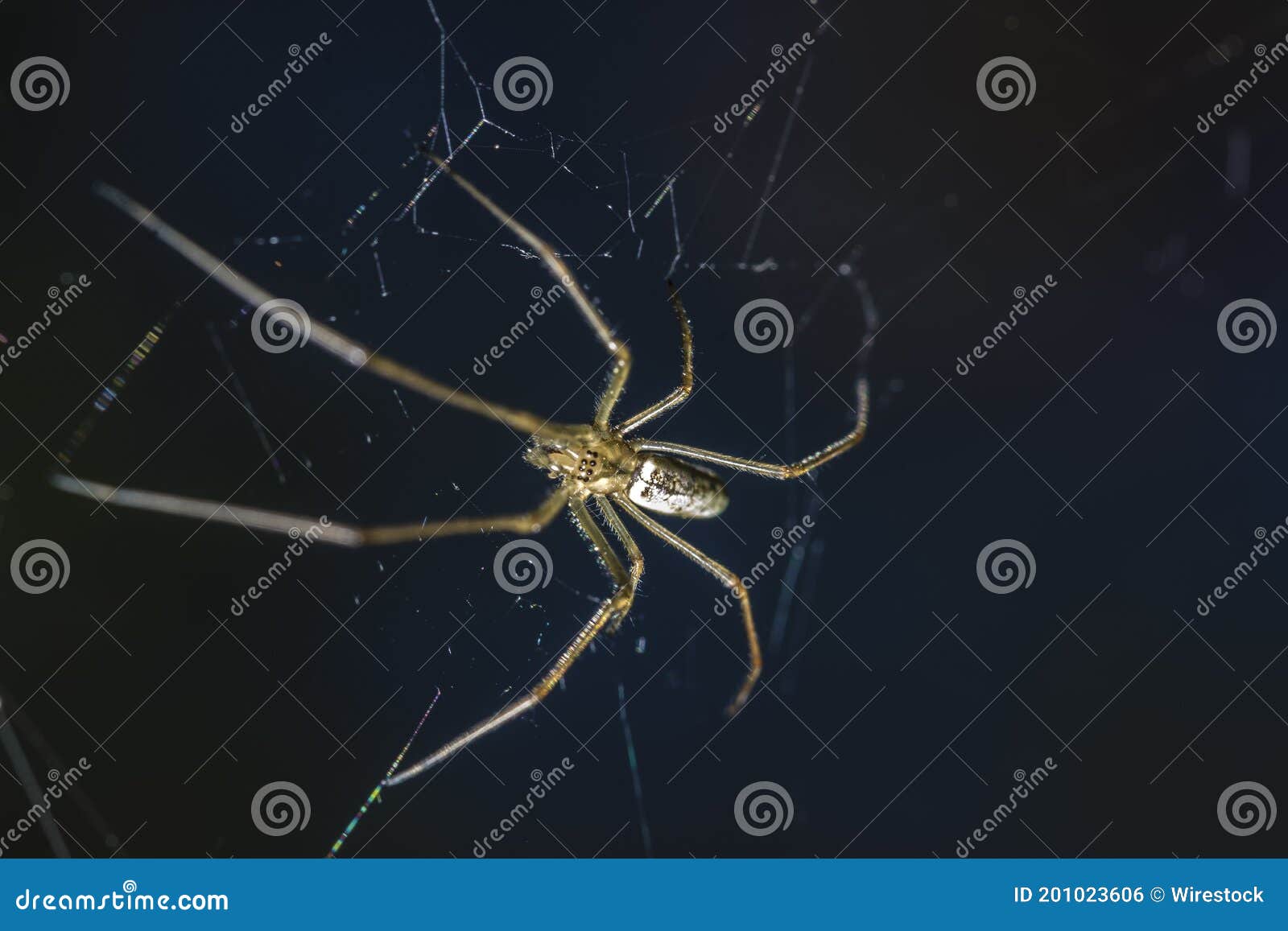 Macro Shot of a Creepy Spider with Long Sharp Legs on the Spider Web ...