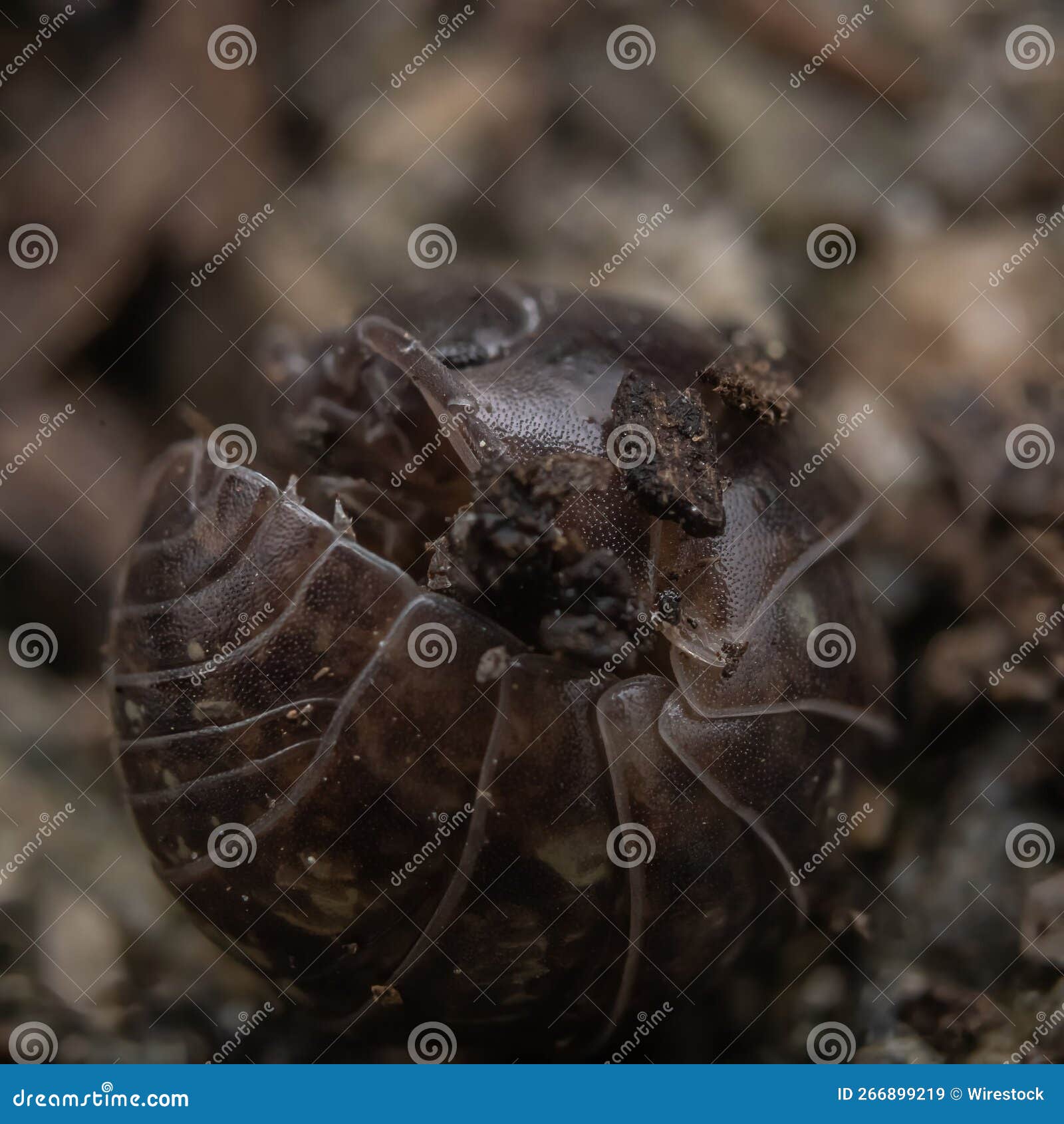 Macro Shot of a Curled Up Woodlouse on the Ground Stock Image - Image ...