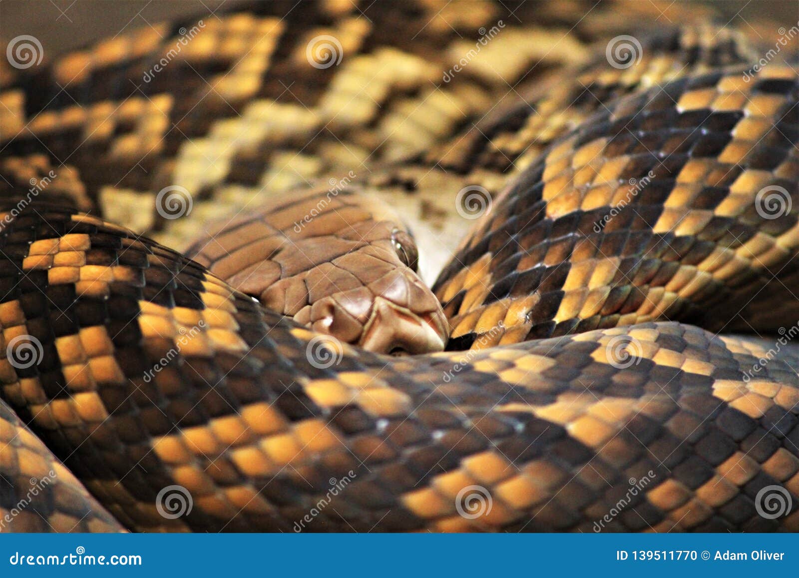 Macro Shot of Curled Up Yellow and Black Snake Stock Photo - Image of ...