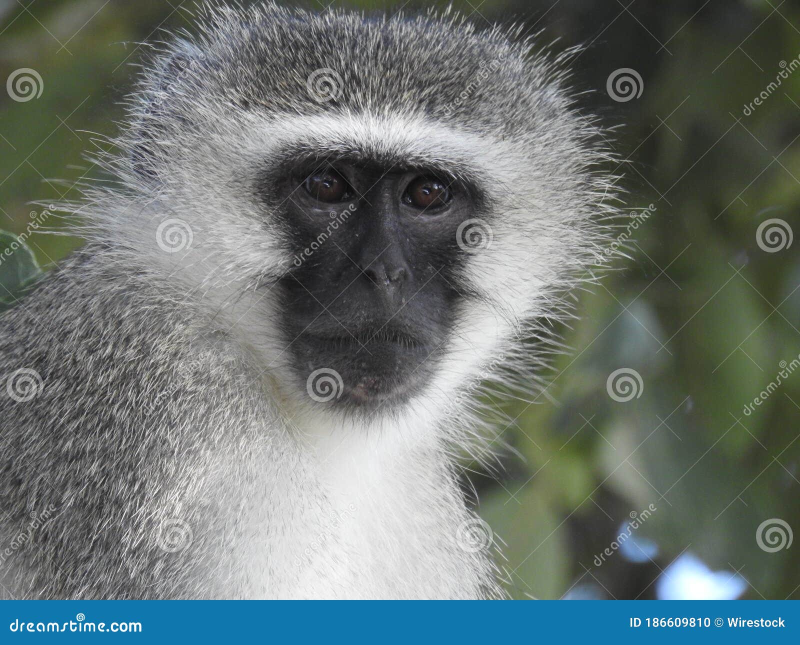Macro Shot of a Cute African Monkey in Front of a Blurry Background ...