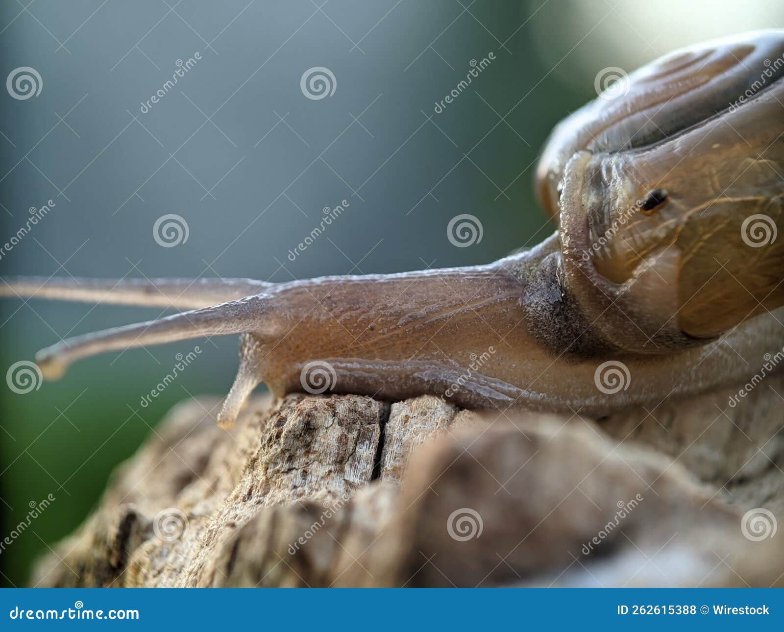 Macro Shot of a Cute Snail on a Rocky Surface Stock Photo - Image of ...