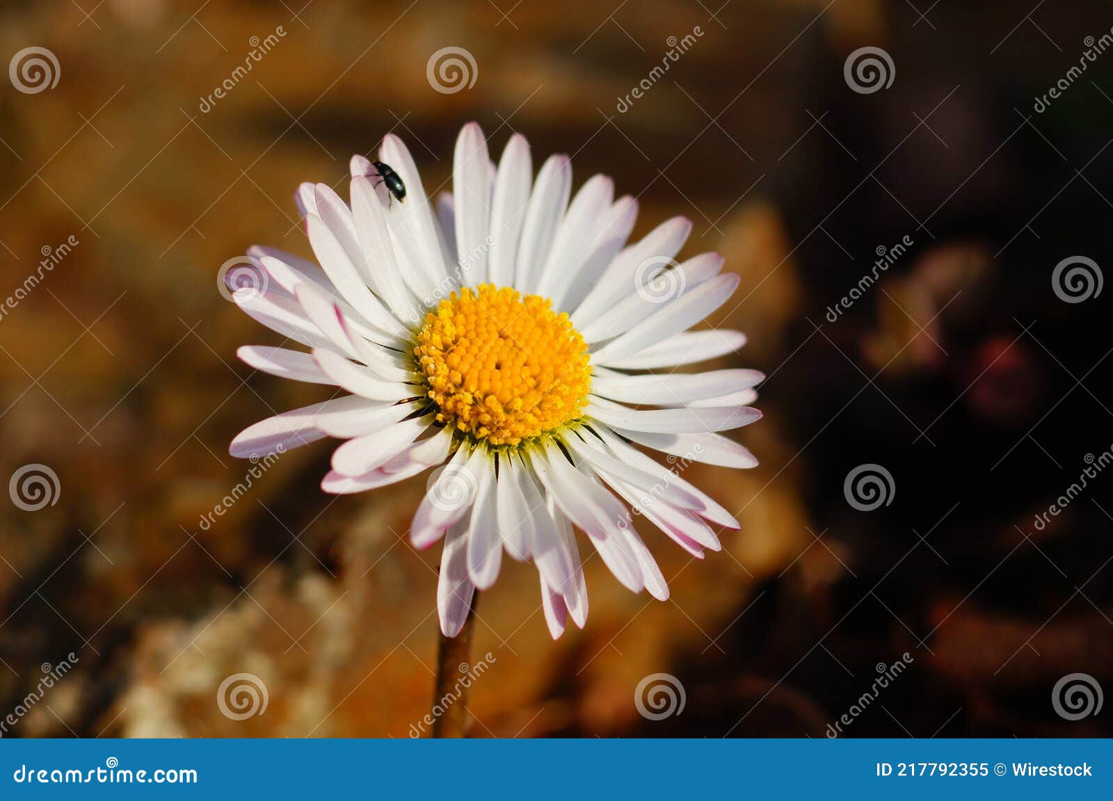 Daisy Pollen Under Electron Microscope Stock Photography ...