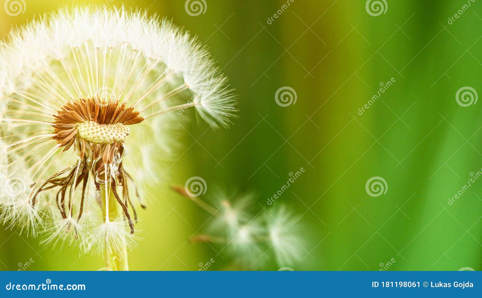 Dandelion Being Blown in Super Slow Motion. Stock Image - Image of ...