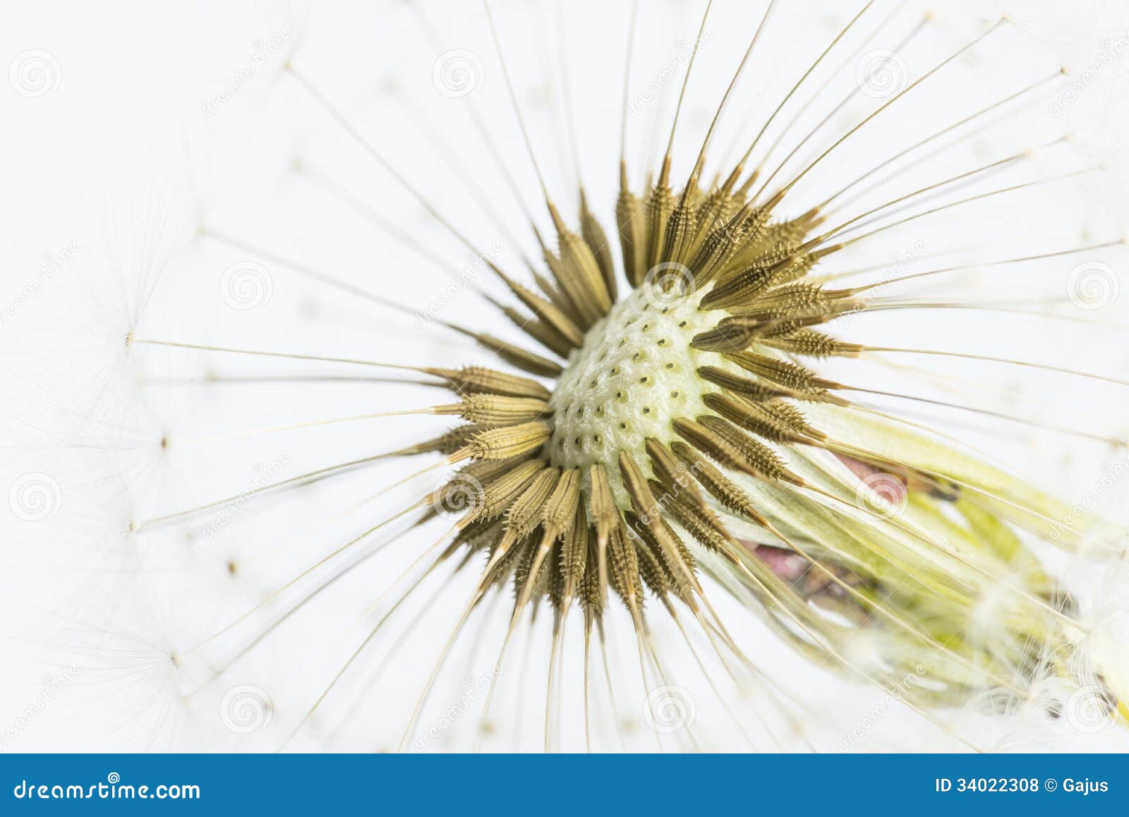 Macro Shot of Dandelion Seed Bulb Stock Photo - Image of common ...