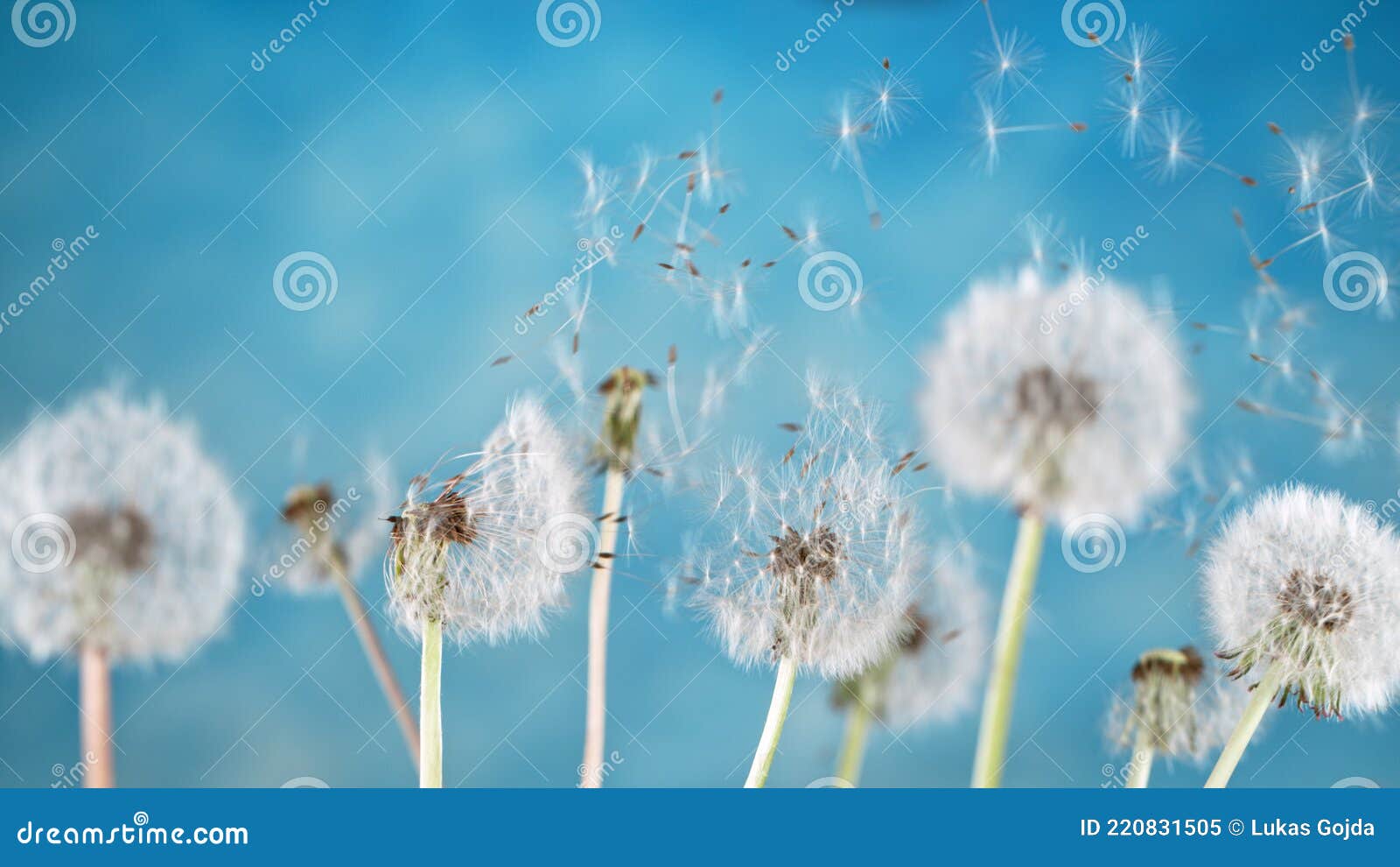 Macro Shot of Dandelion Seeds Being Blown Stock Image - Image of macro ...
