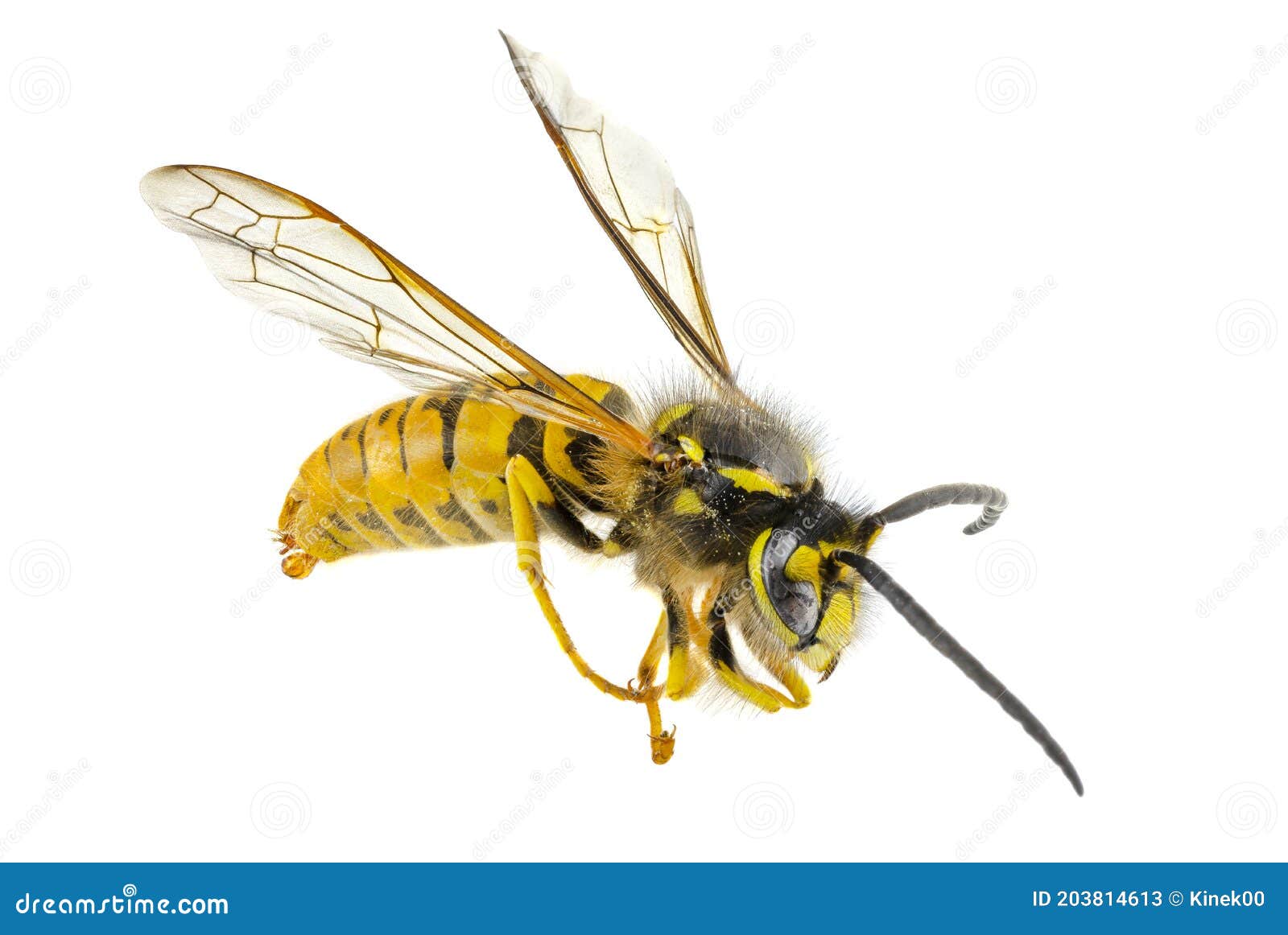 A Macro Shot of a Dead Dried Wasp, Isolated on a White Background ...