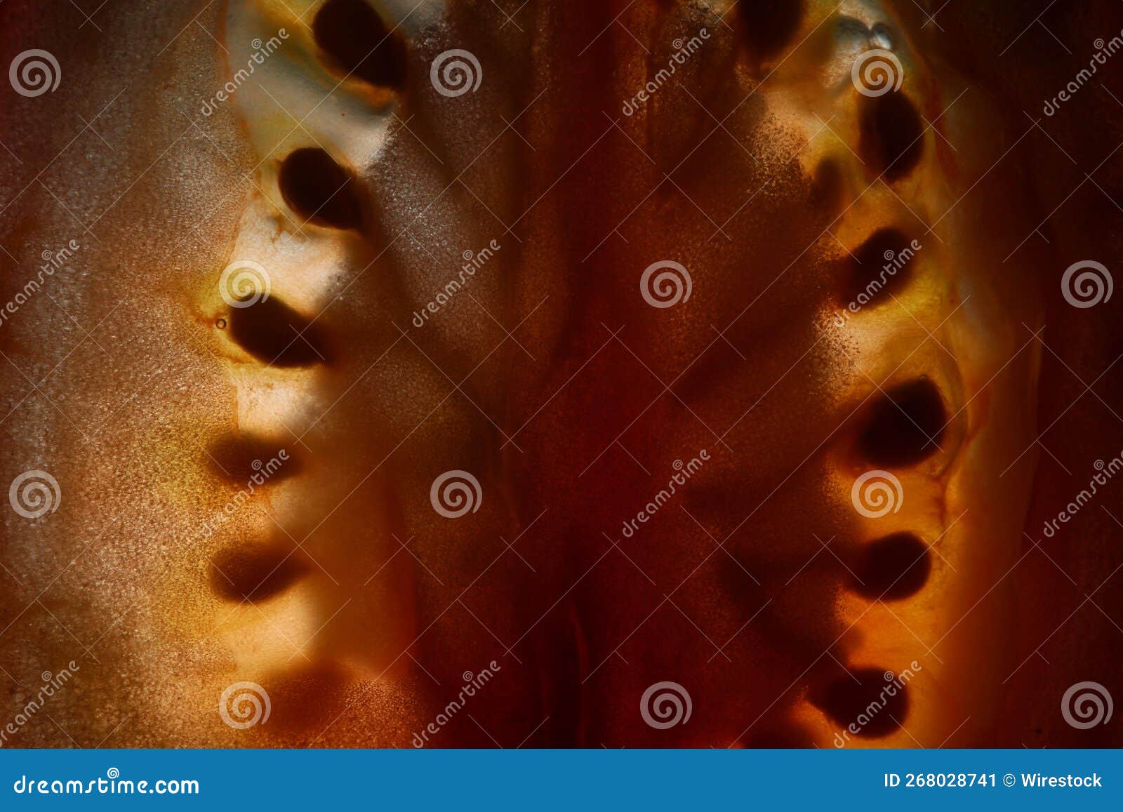 Macro Shot of the Detailed Structure of the Leaf Stock Image - Image of ...