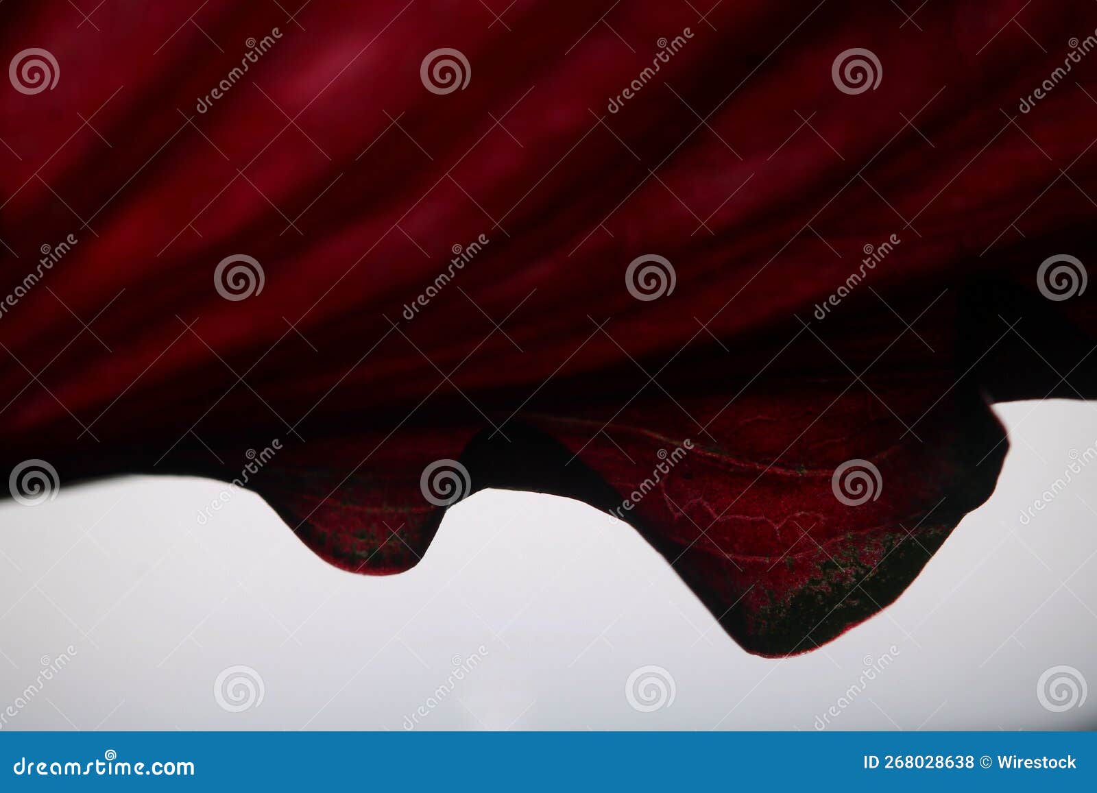 Macro Shot of the Detailed Structure of the Leaf with a Maroon Color ...