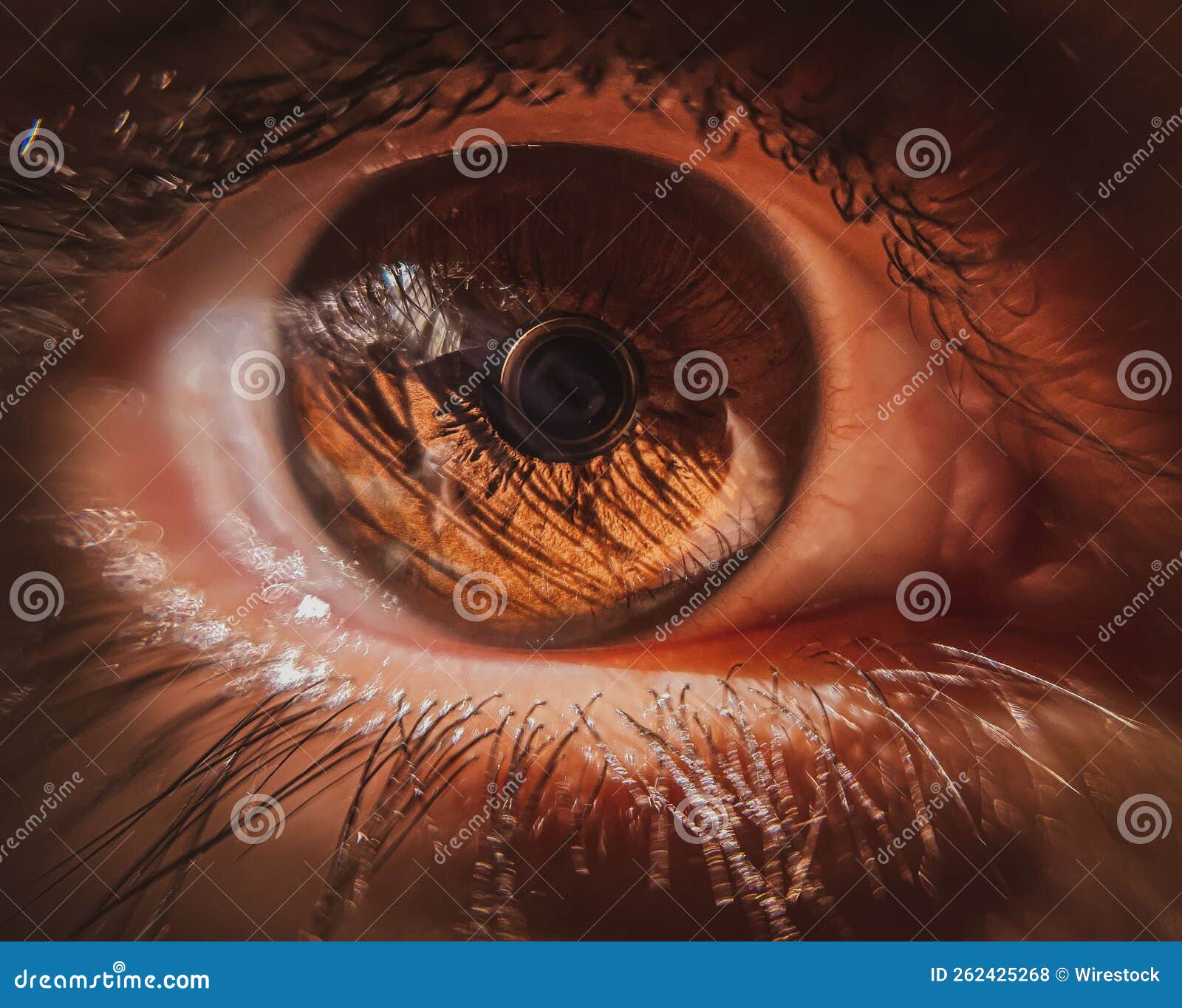 Macro Shot of Details on a Brown Human Eye Stock Photo - Image of ...