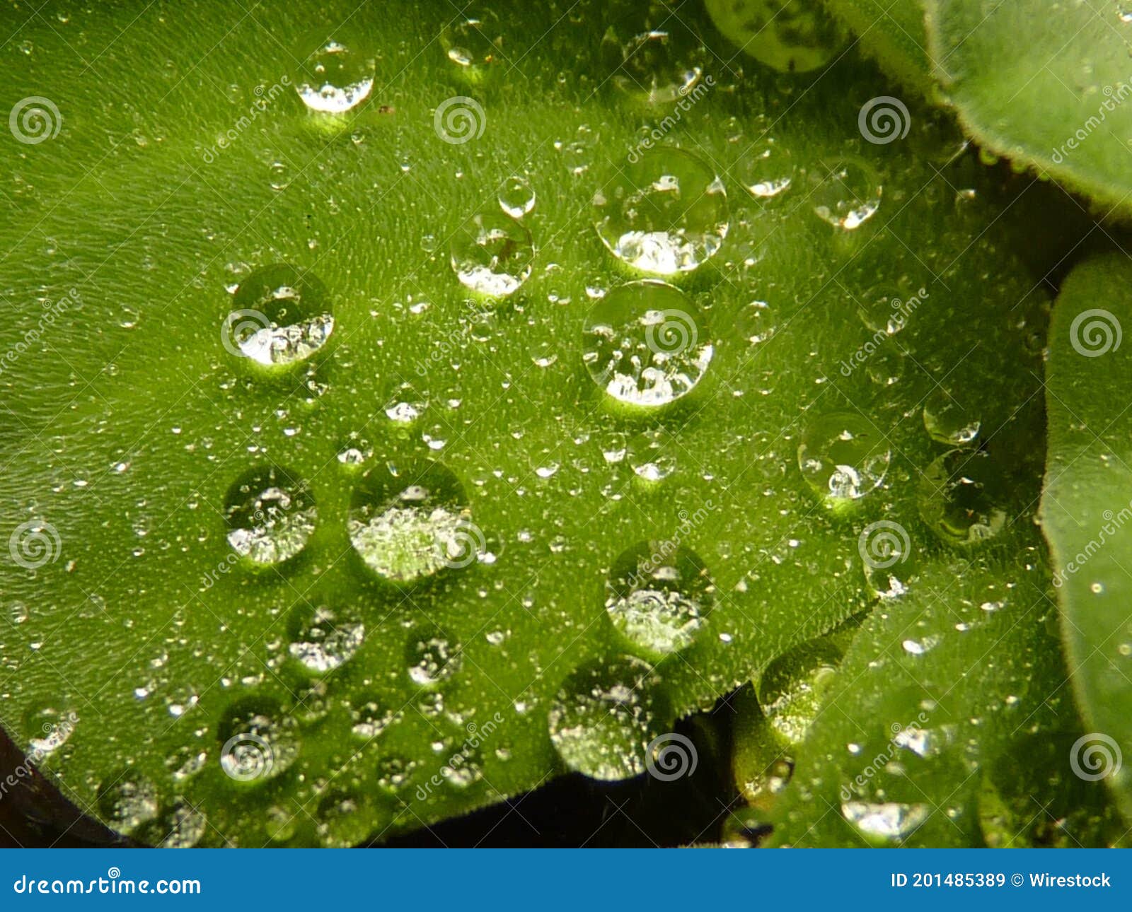 Macro Shot of a Dew-covered Leaf Stock Image - Image of nature, water ...
