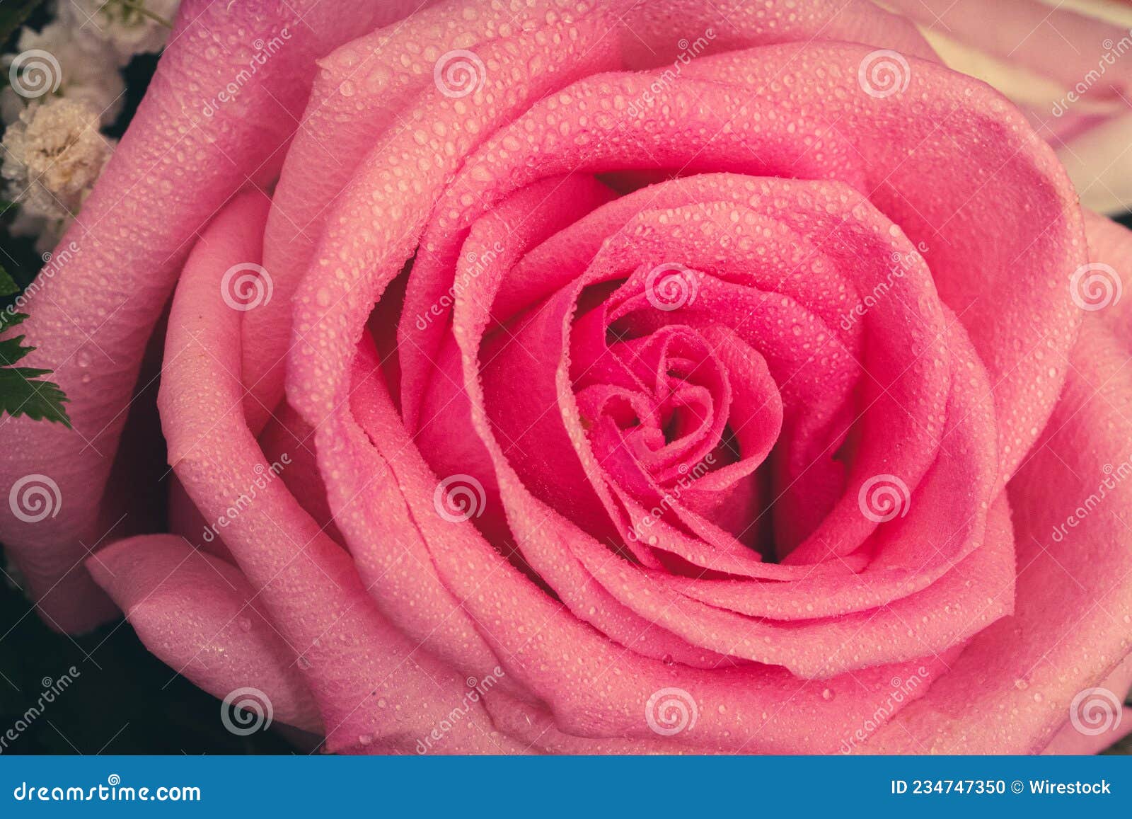 Macro Shot of a Dewy Pink Rose Stock Photo - Image of macro, waterdrops ...