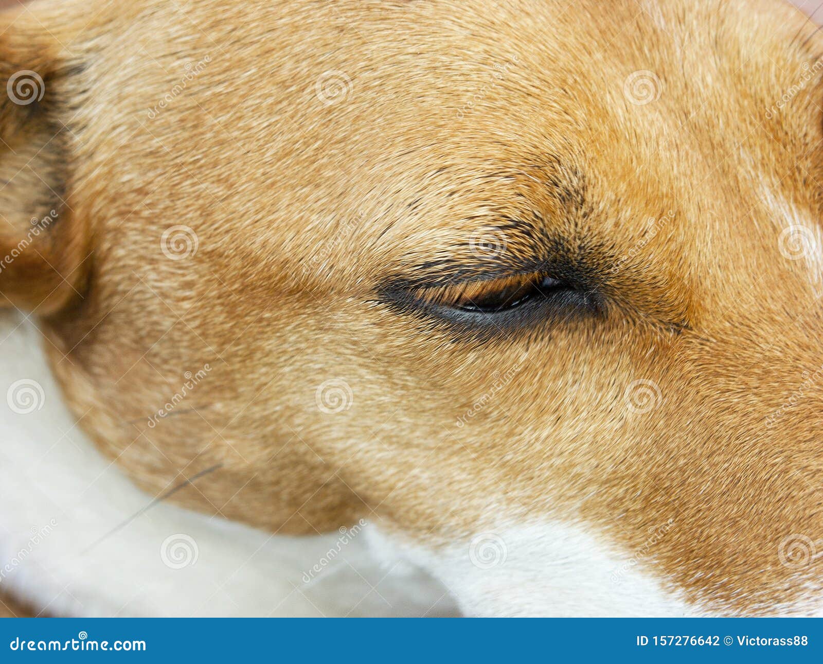 Napping dog face stock photo. Image of wink, sleep, mammal - 157276642