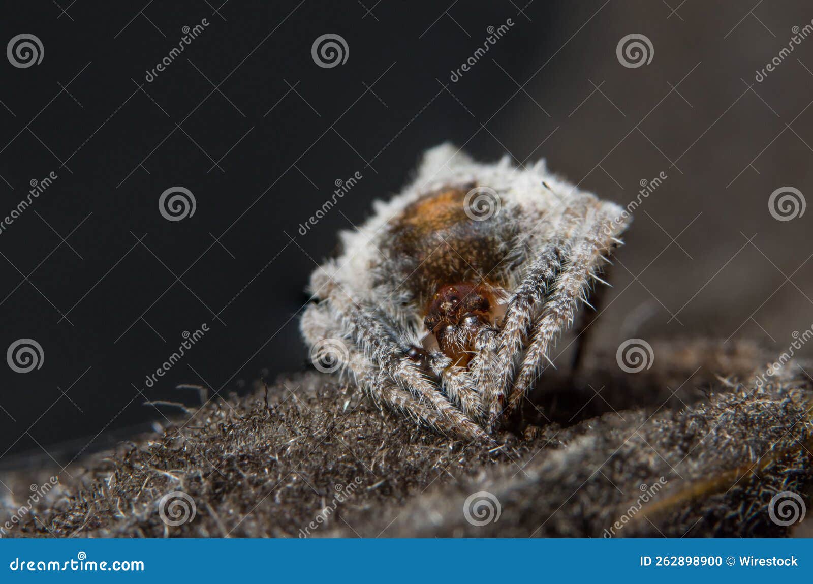 Macro Shot of a Dolophones Conifera, or a Wrap-around Spider Stock ...