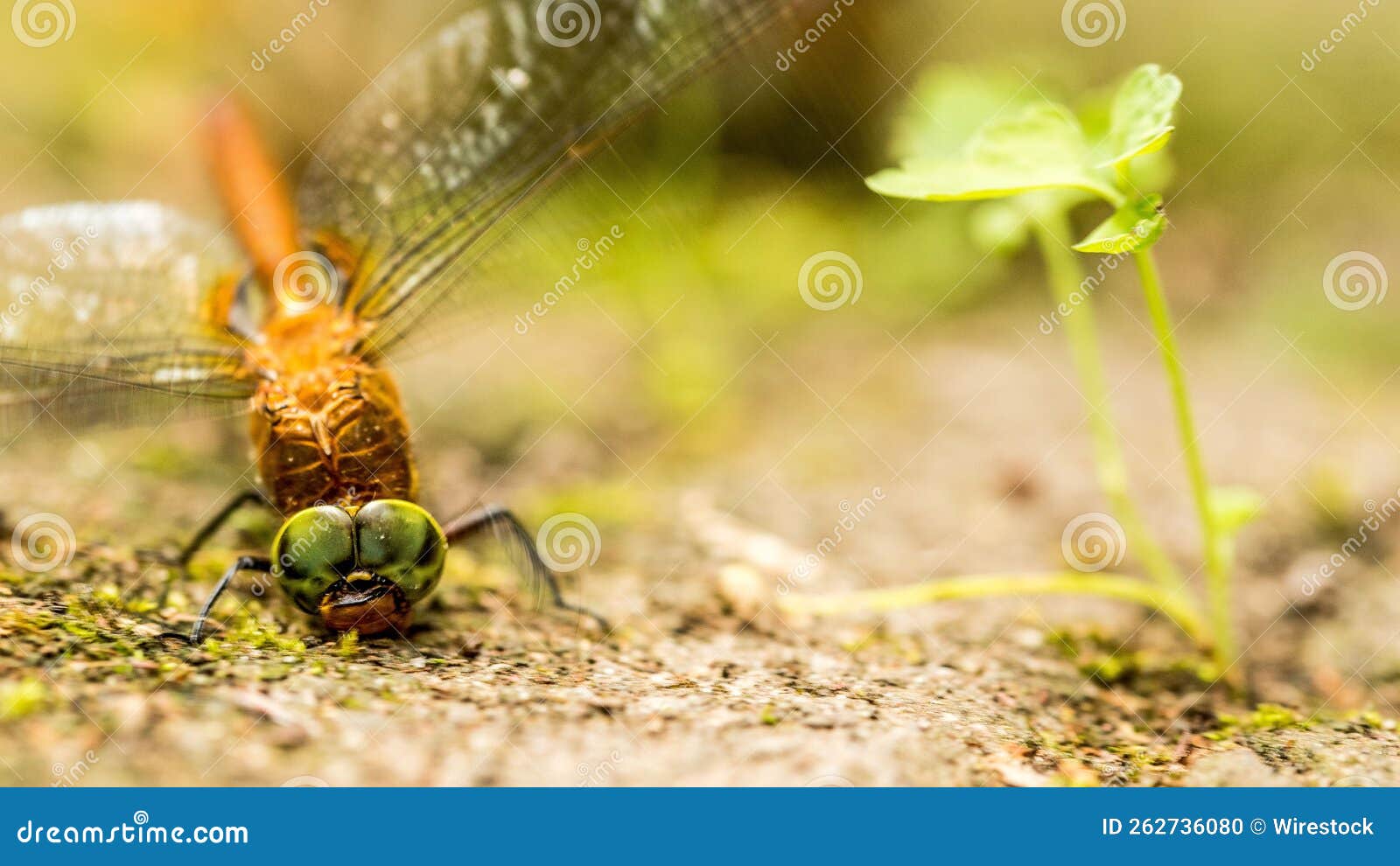 Macro Shot of a Dragonfly on the Ground Stock Photo - Image of ground ...