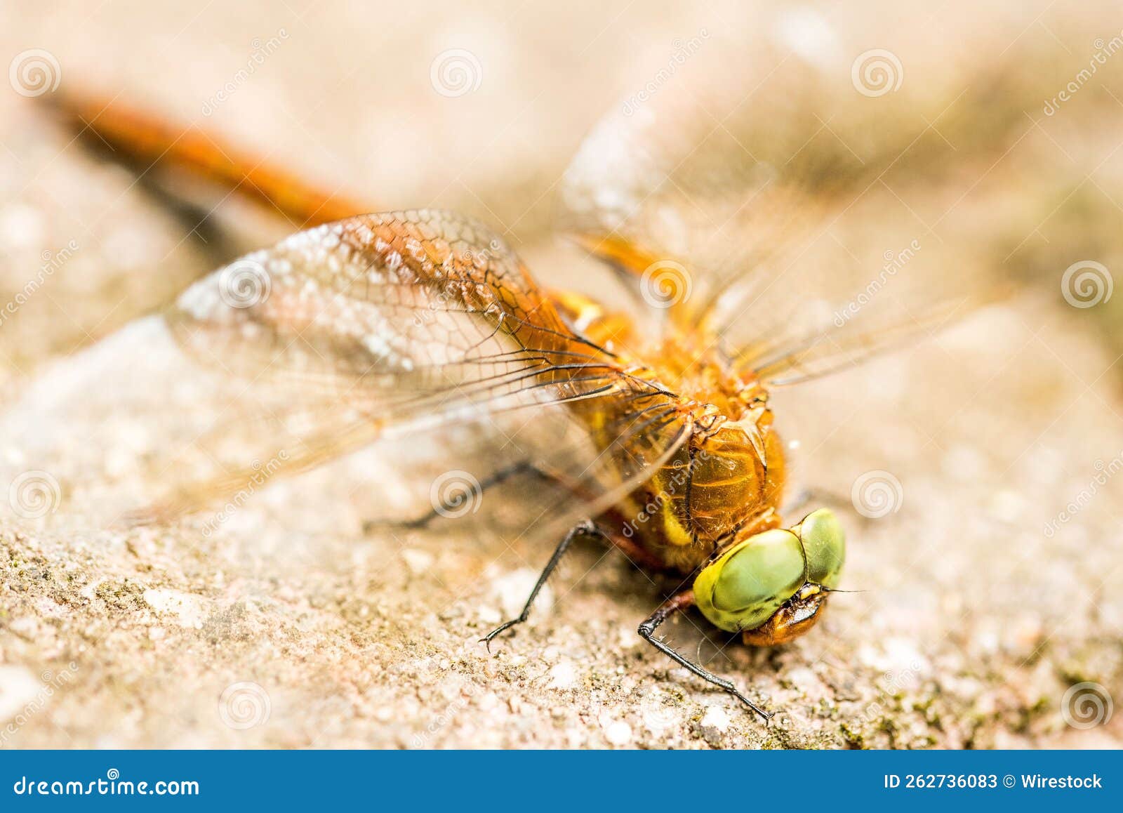 Macro Shot of a Dragonfly on the Ground Stock Image - Image of spring ...