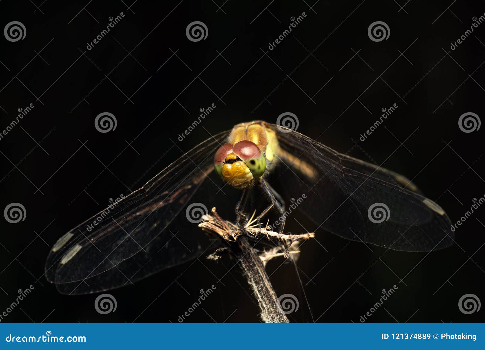 Dragonfly resting stock image. Image of outdoor, wild - 121374889