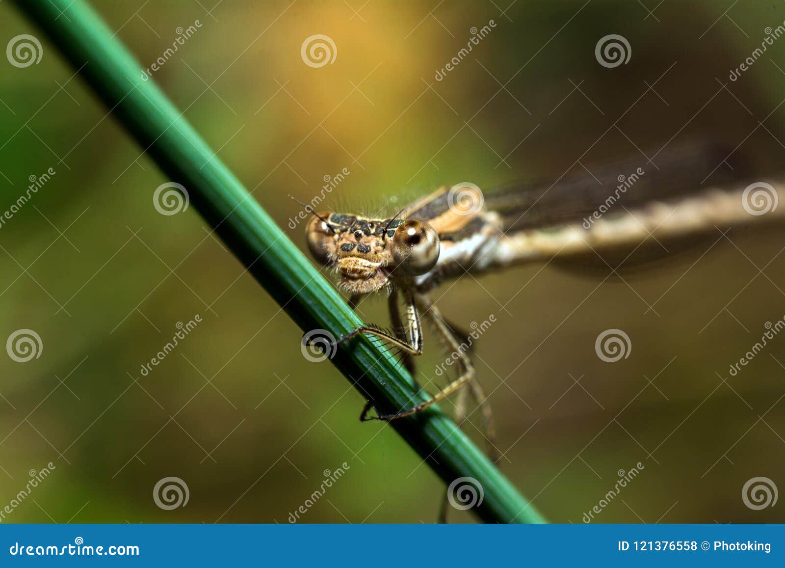 Dragonfly resting stock photo. Image of environment - 121376558