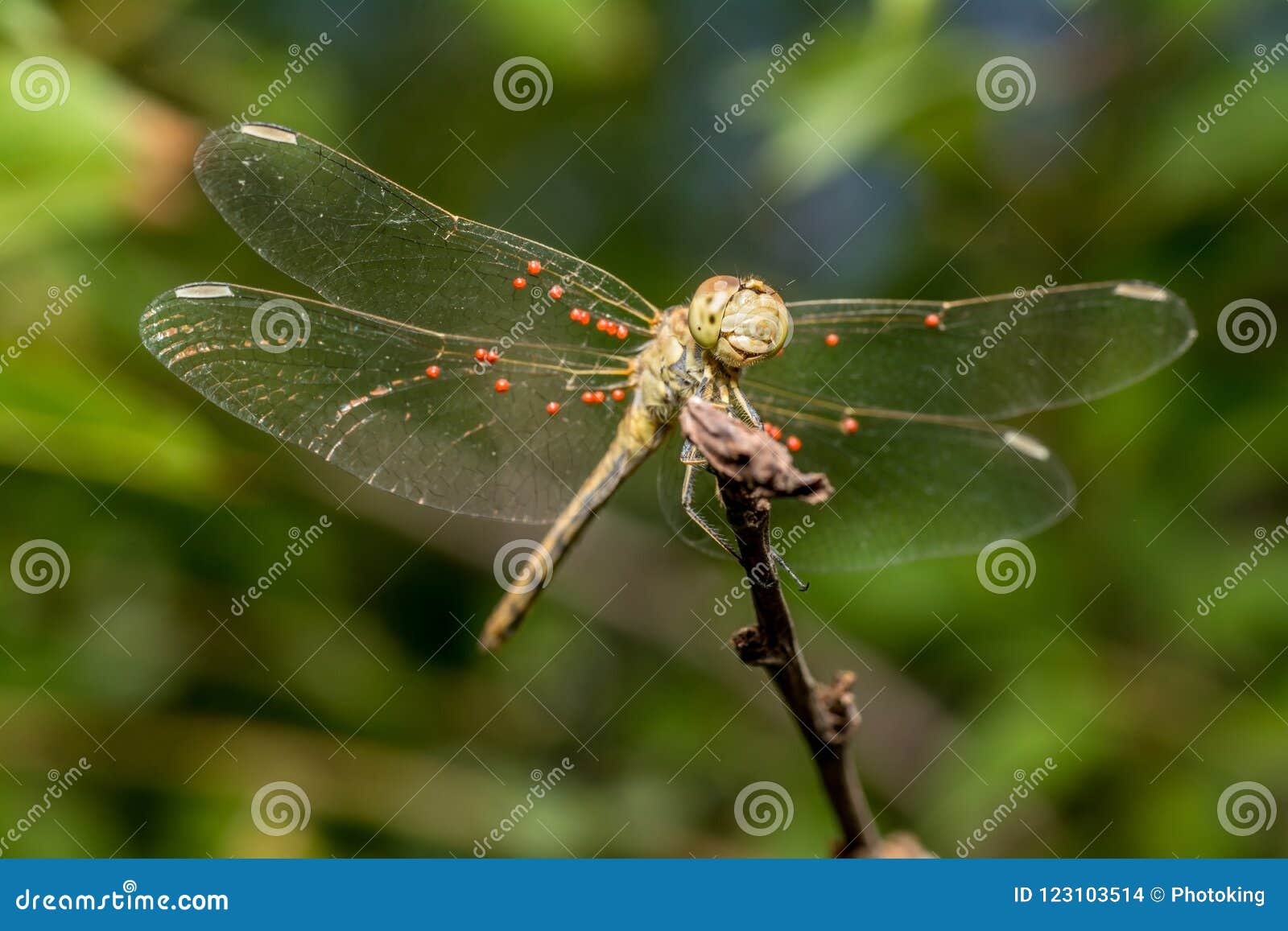 Dragonfly resting stock photo. Image of rest, environment - 123103514