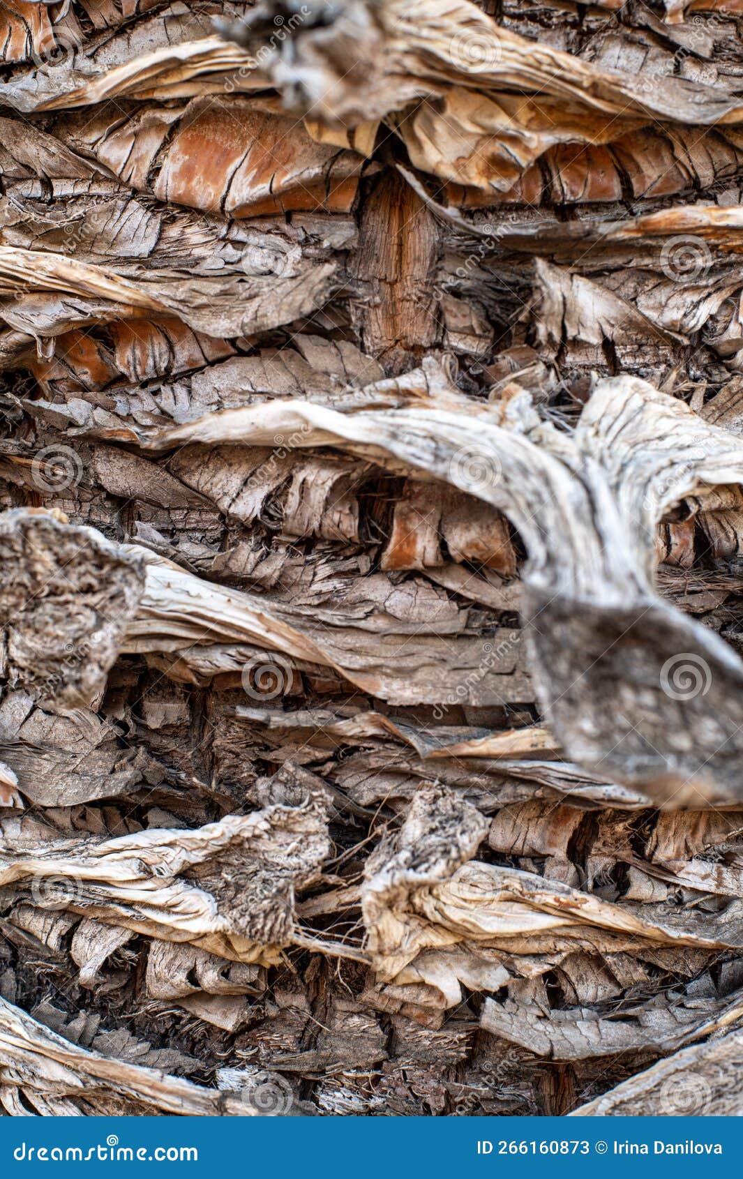 Macro shot of a dry bark stock image. Image of background - 266160873