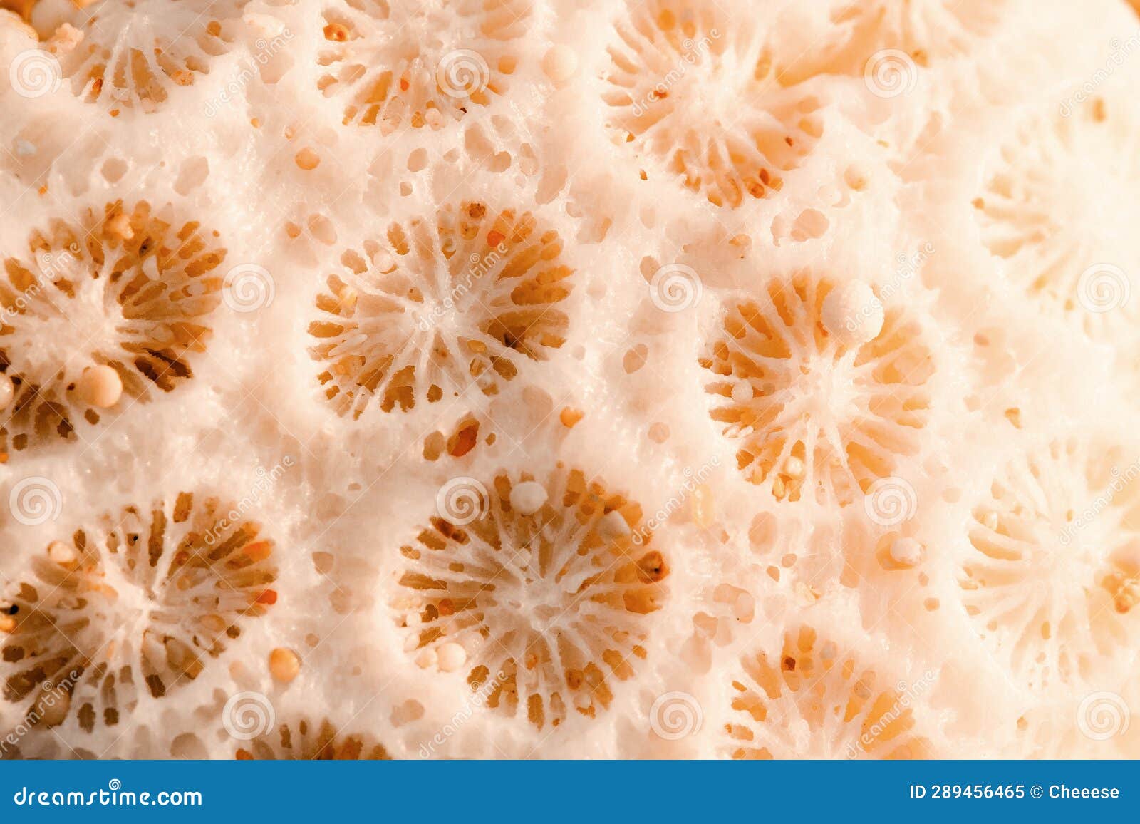 Macro Shot of Dry Shell Texture, Pattern Stock Image - Image of ...