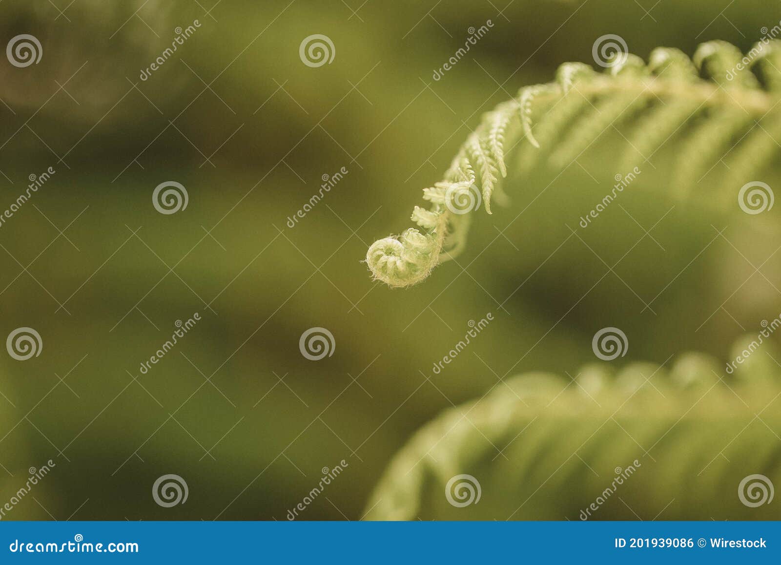 Macro shot of eagle fern stock photo. Image of leaves - 201939086