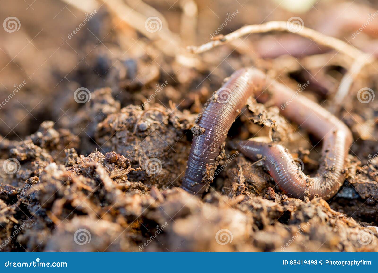 Macro Shot of an Earthworm Making Its Way into the Ground Stock Photo ...
