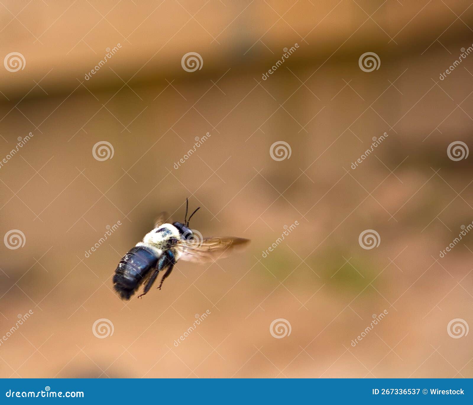Macro Shot of an Eastern Carpenter Bee Flying in the Air Against the ...