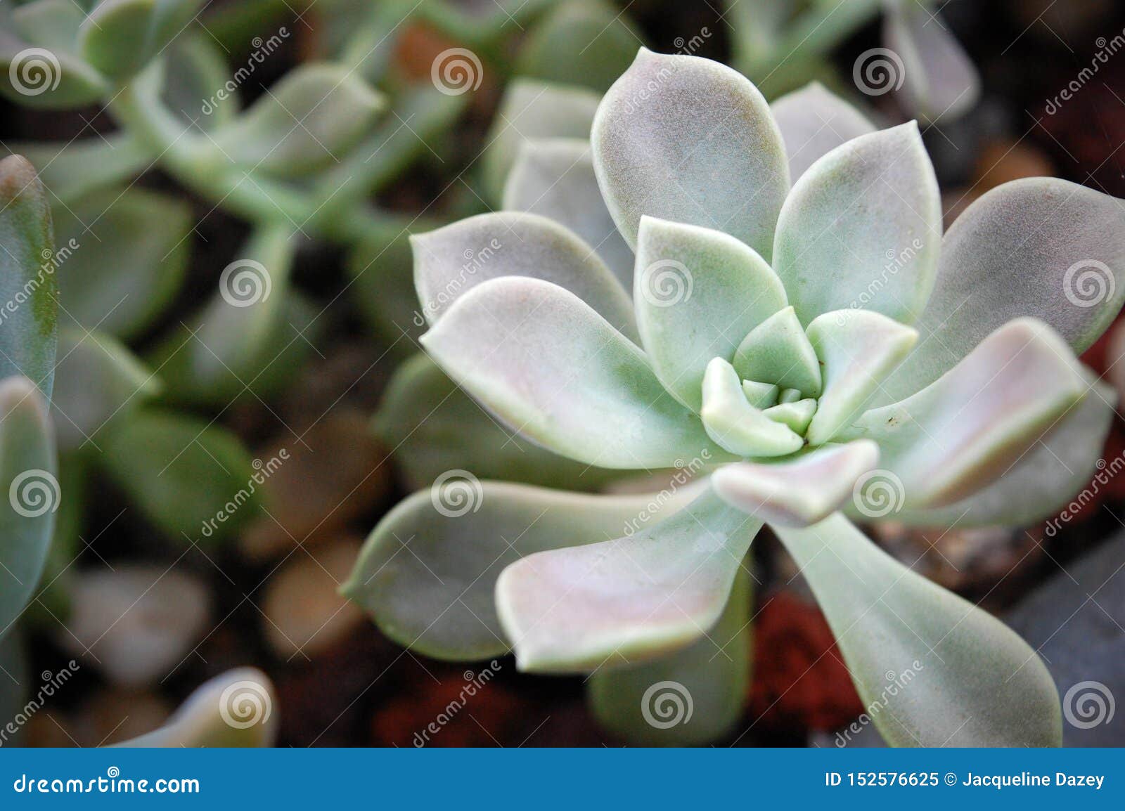 Echeveria Elegans, Mexican Snowball, Alabaster Rose Royalty-Free Stock ...