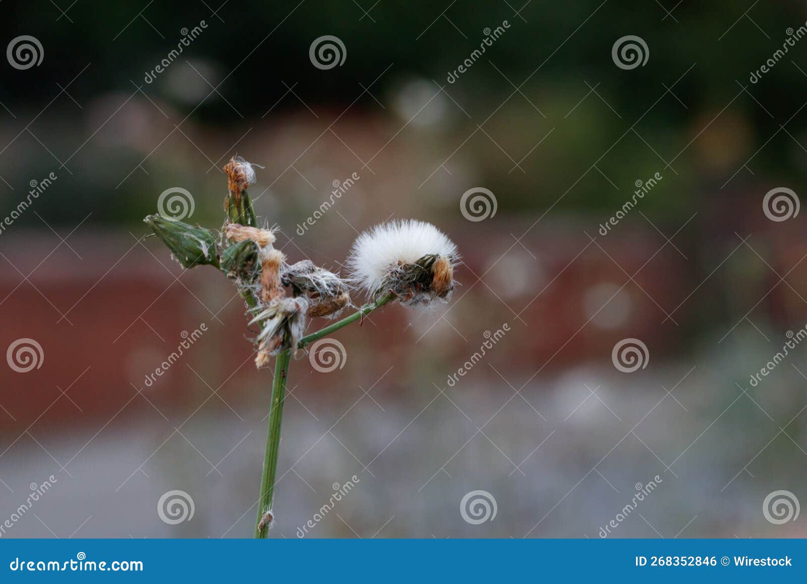 Macro Shot of the Empty Dandelion Stem without Seeds with a Blurred ...