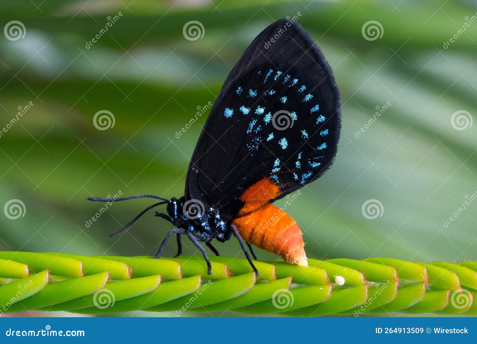 Macro Shot of an Endangered Atala Butterfly Laying Eggs Stock Image ...