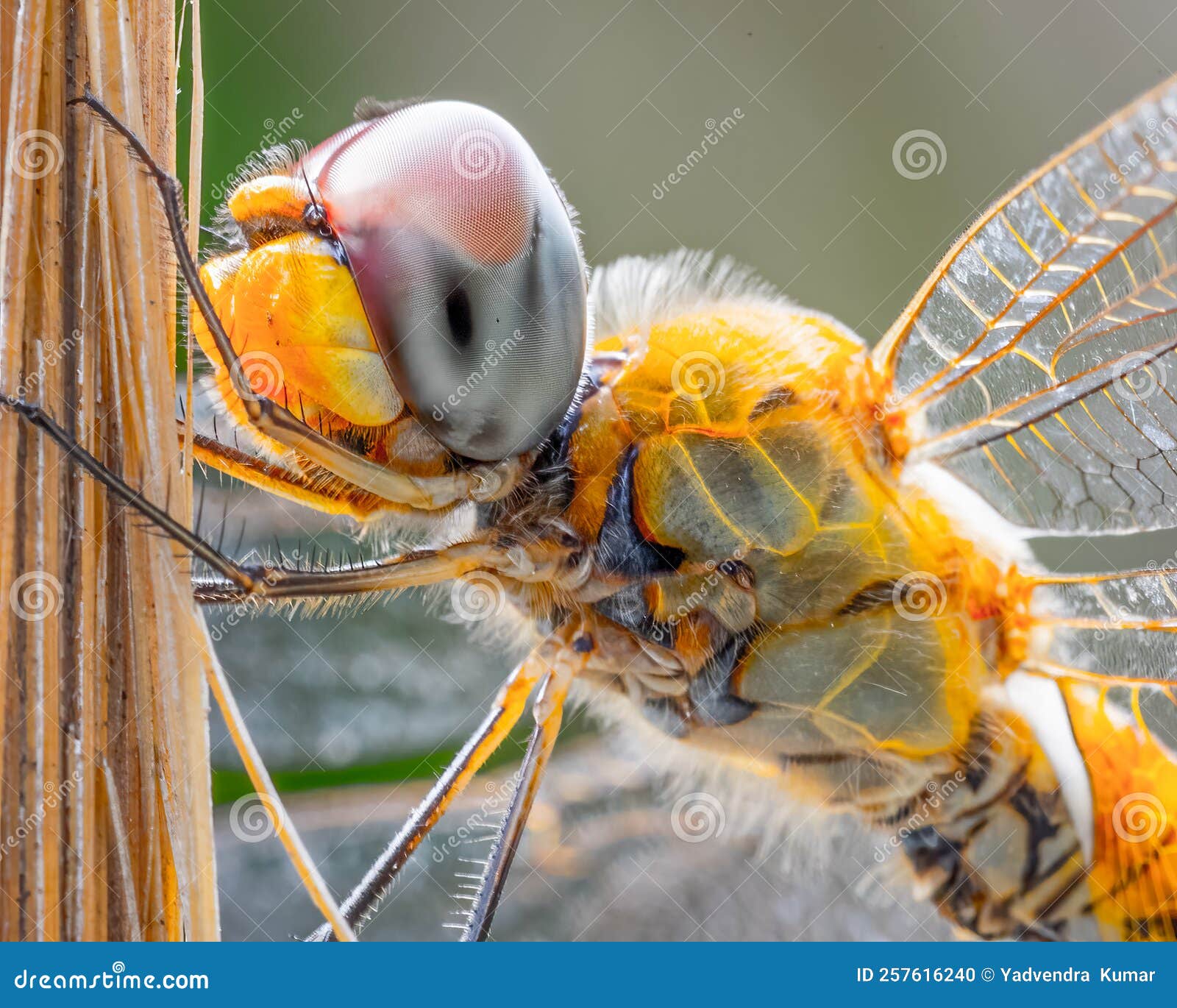 A Macro Shot of Face of Dragonfly Stock Photo - Image of transparent ...
