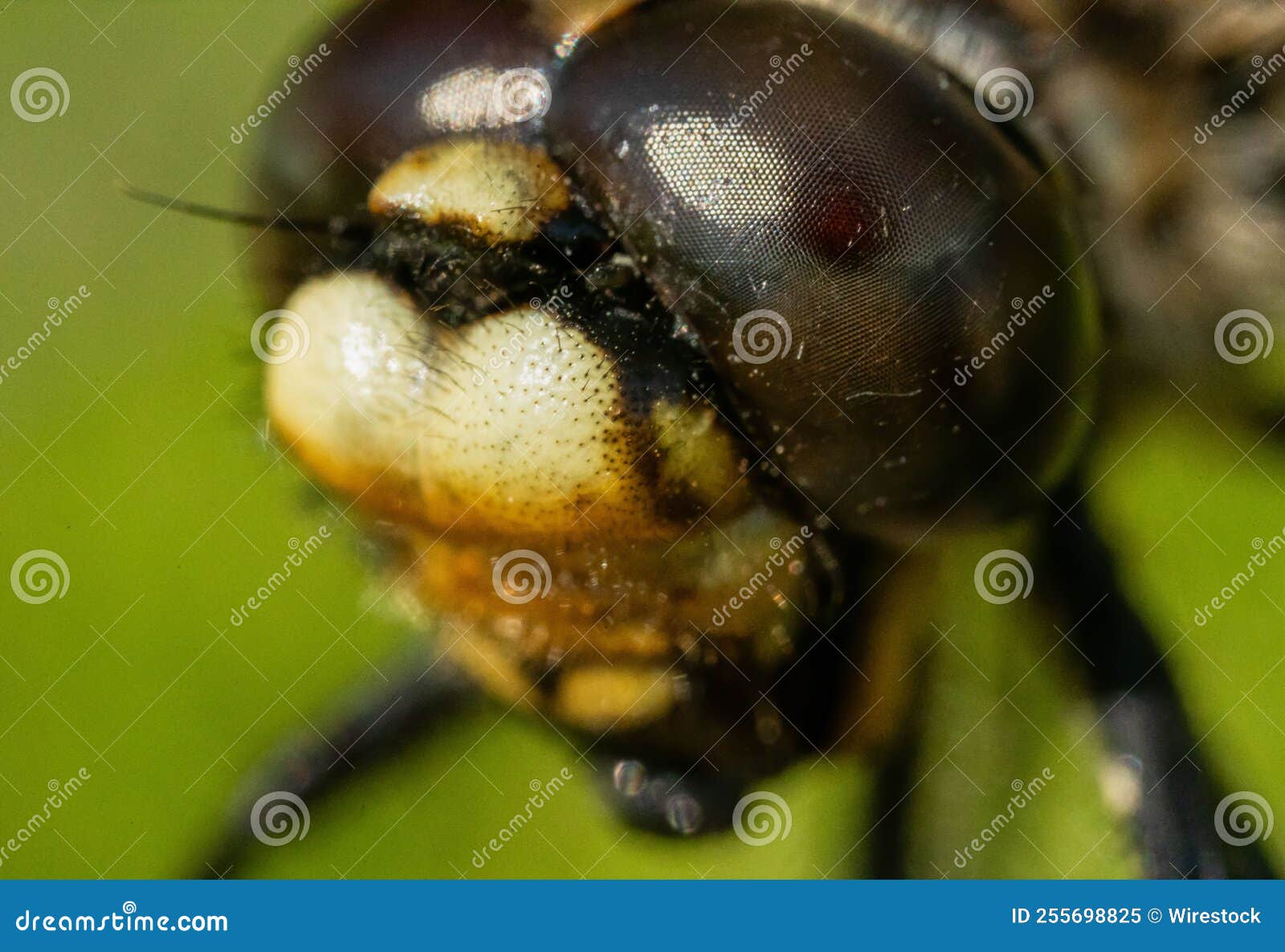 Macro Shot of the Facet Eyes of an Ant Stock Image - Image of eyes ...