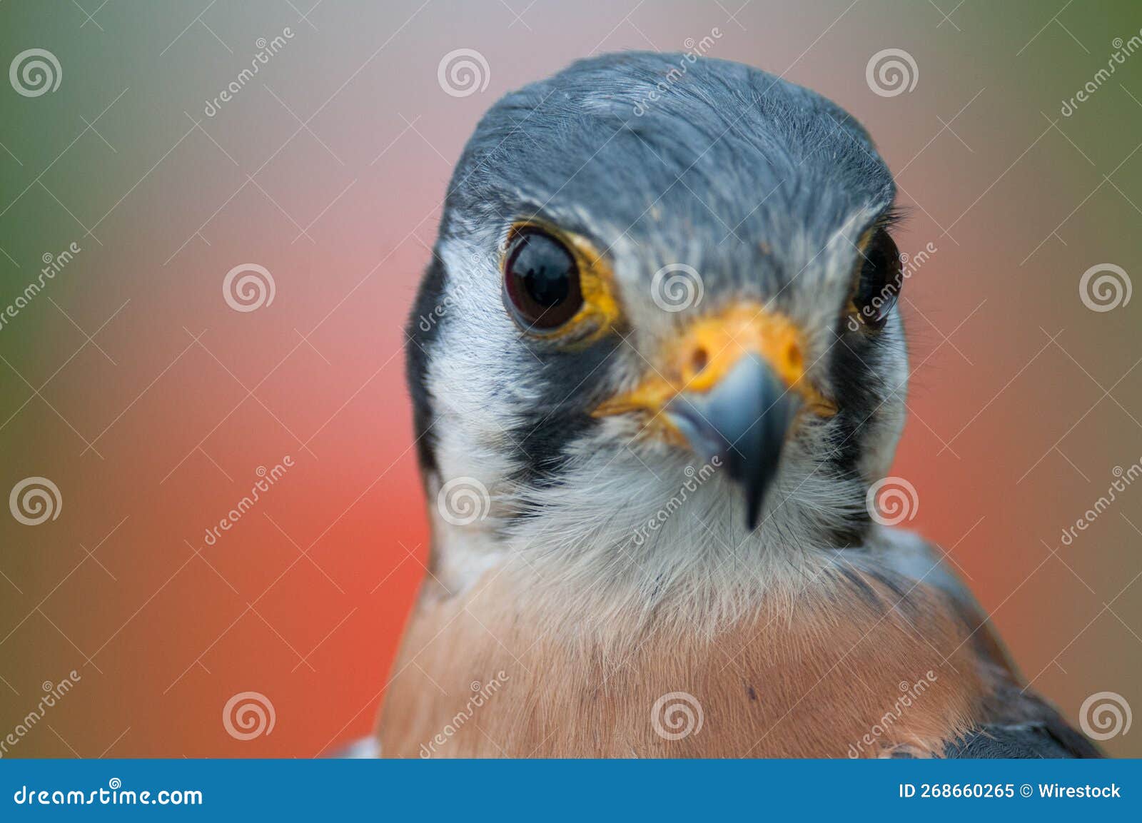 Macro Shot of the Falcon Bird Beak Stock Image - Image of blurred ...